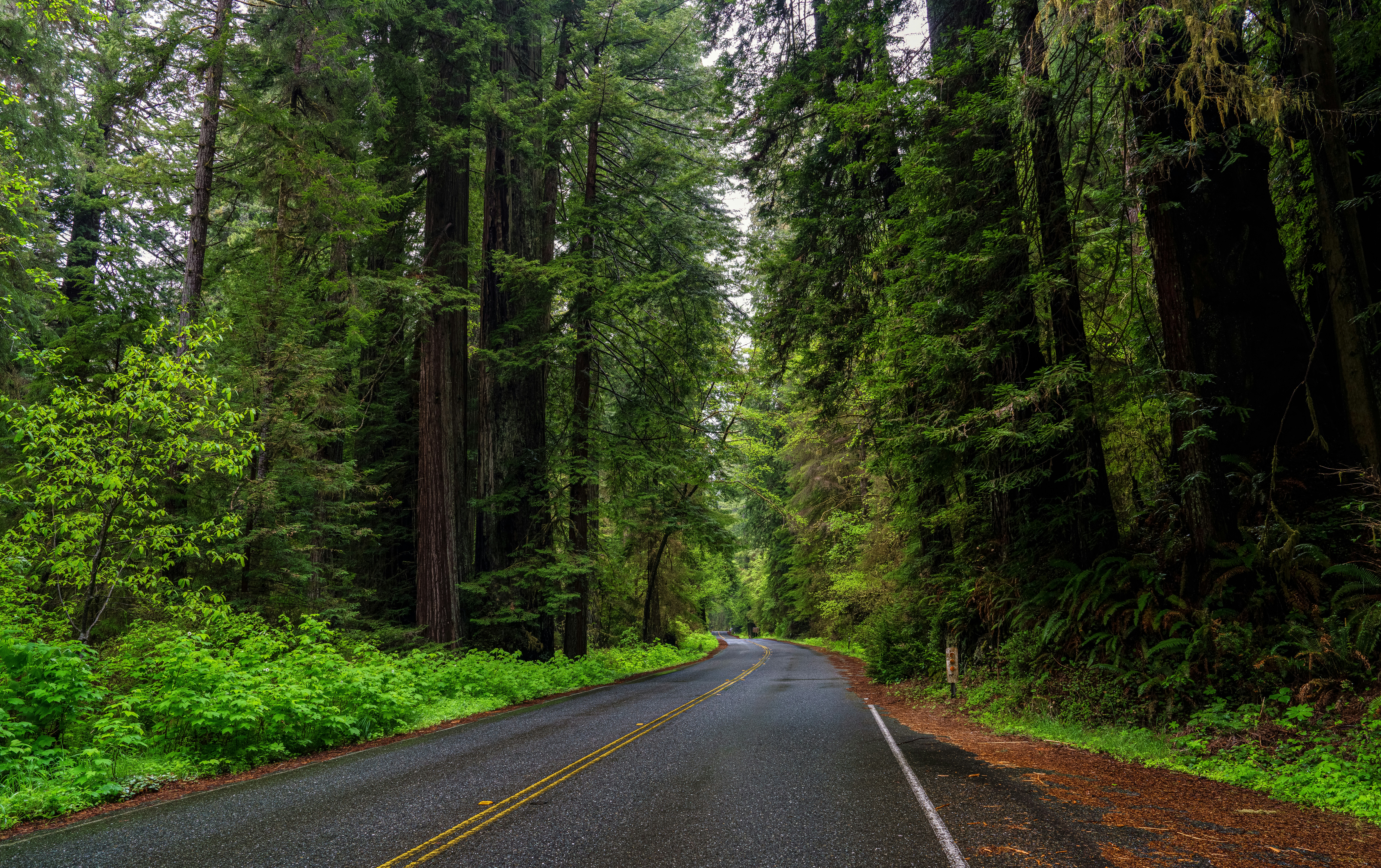 Une route au milieu d’une forêt avec de grands arbres photo – Image ...