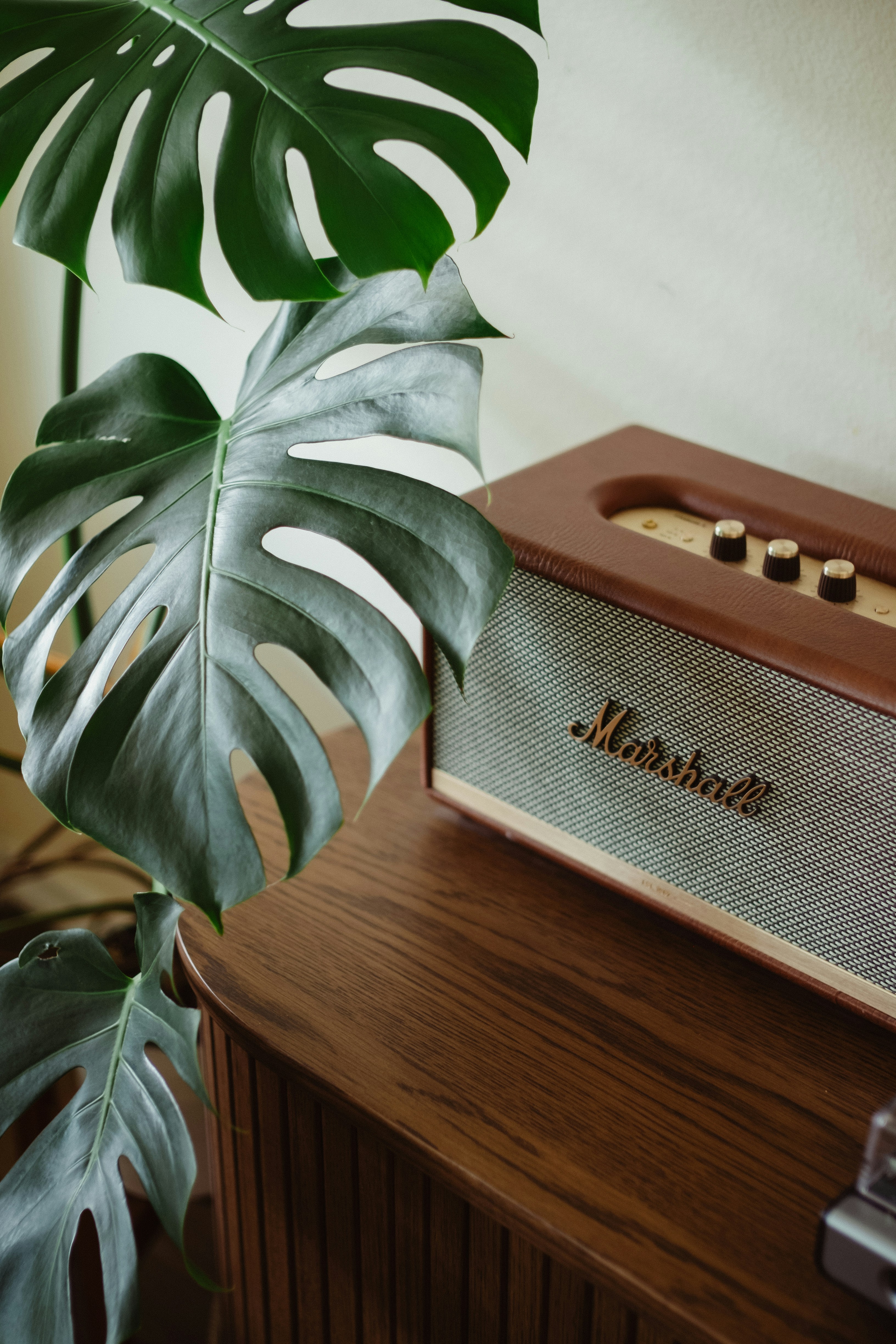 Harmony of Nature and Sound