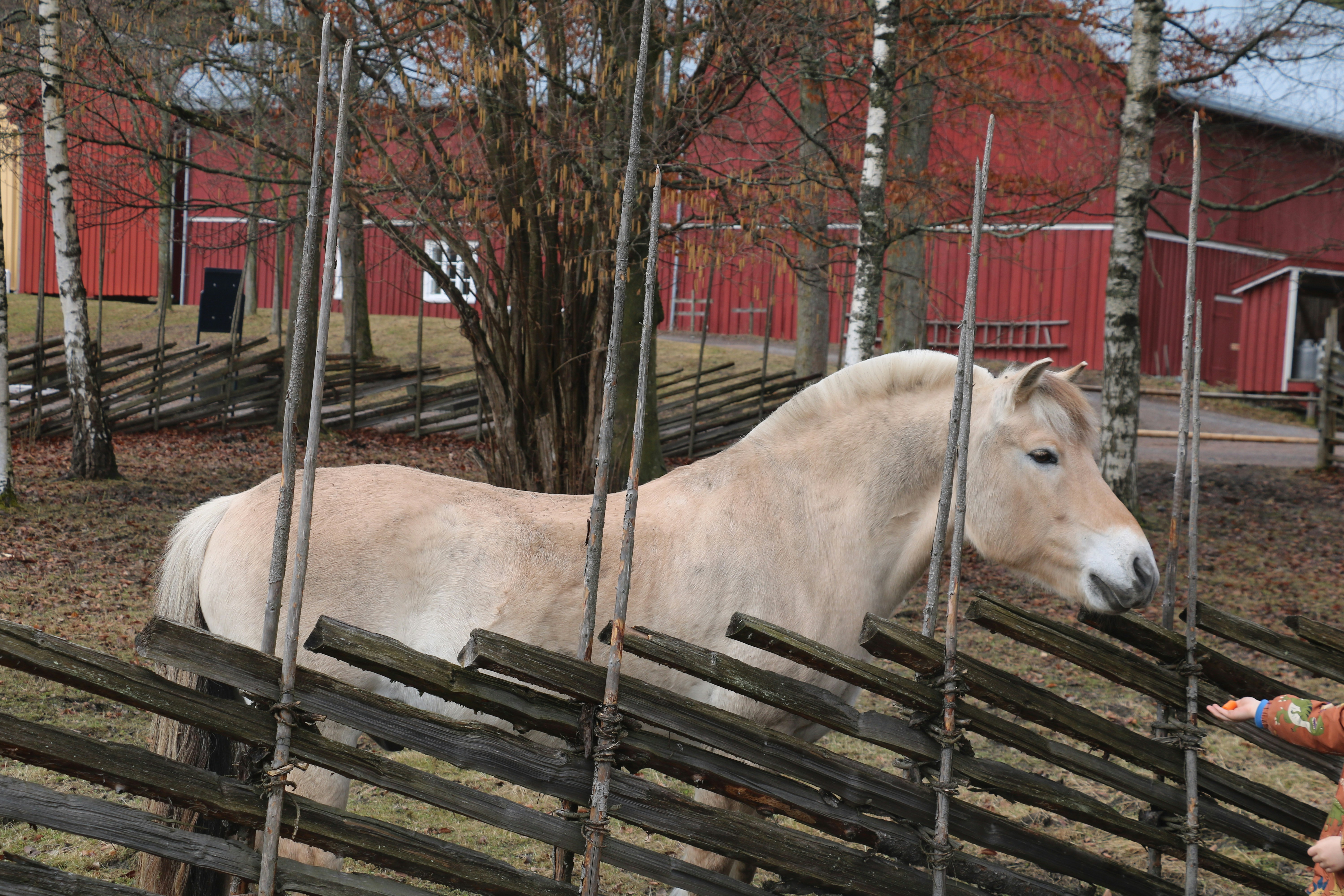 Pasture Portrait: Cream Horse at a Weathered Split-Rail Fence by Red Barns