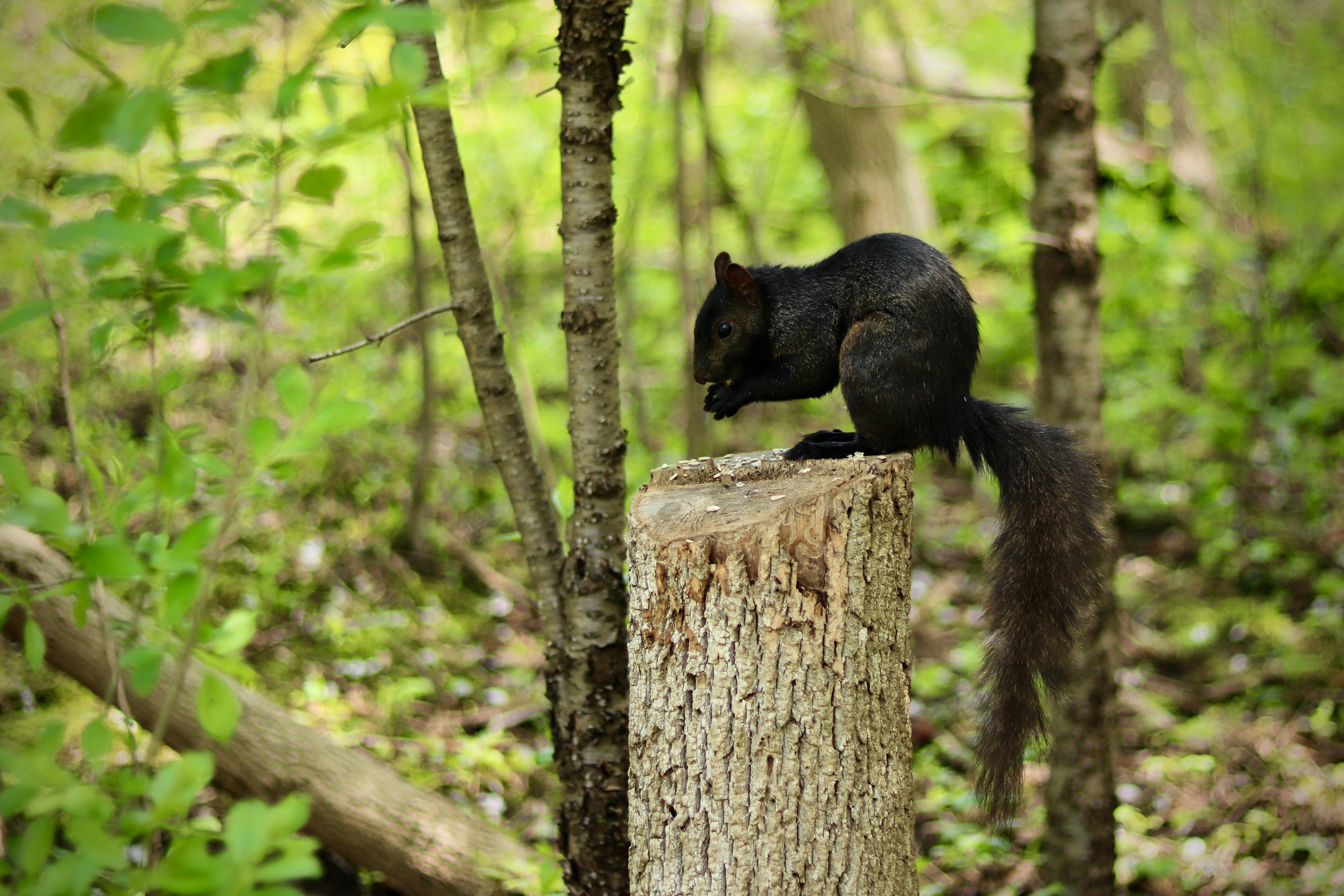 Black Squirrel Perches on a Weathered Stump in a Sun-Dappled Forest