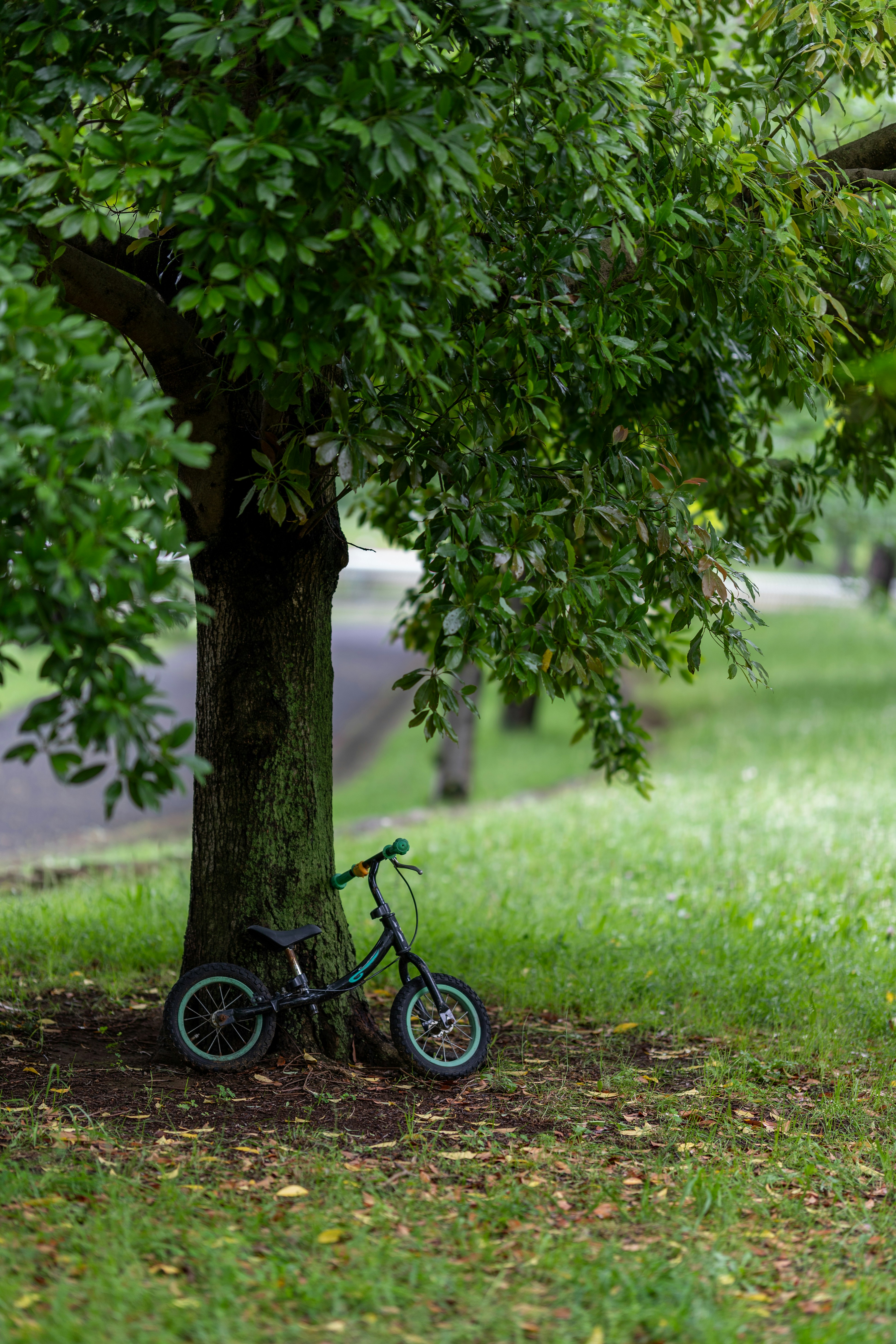A bicycle parked under a tree in a park photo – Free 舎人公園 Image on Unsplash