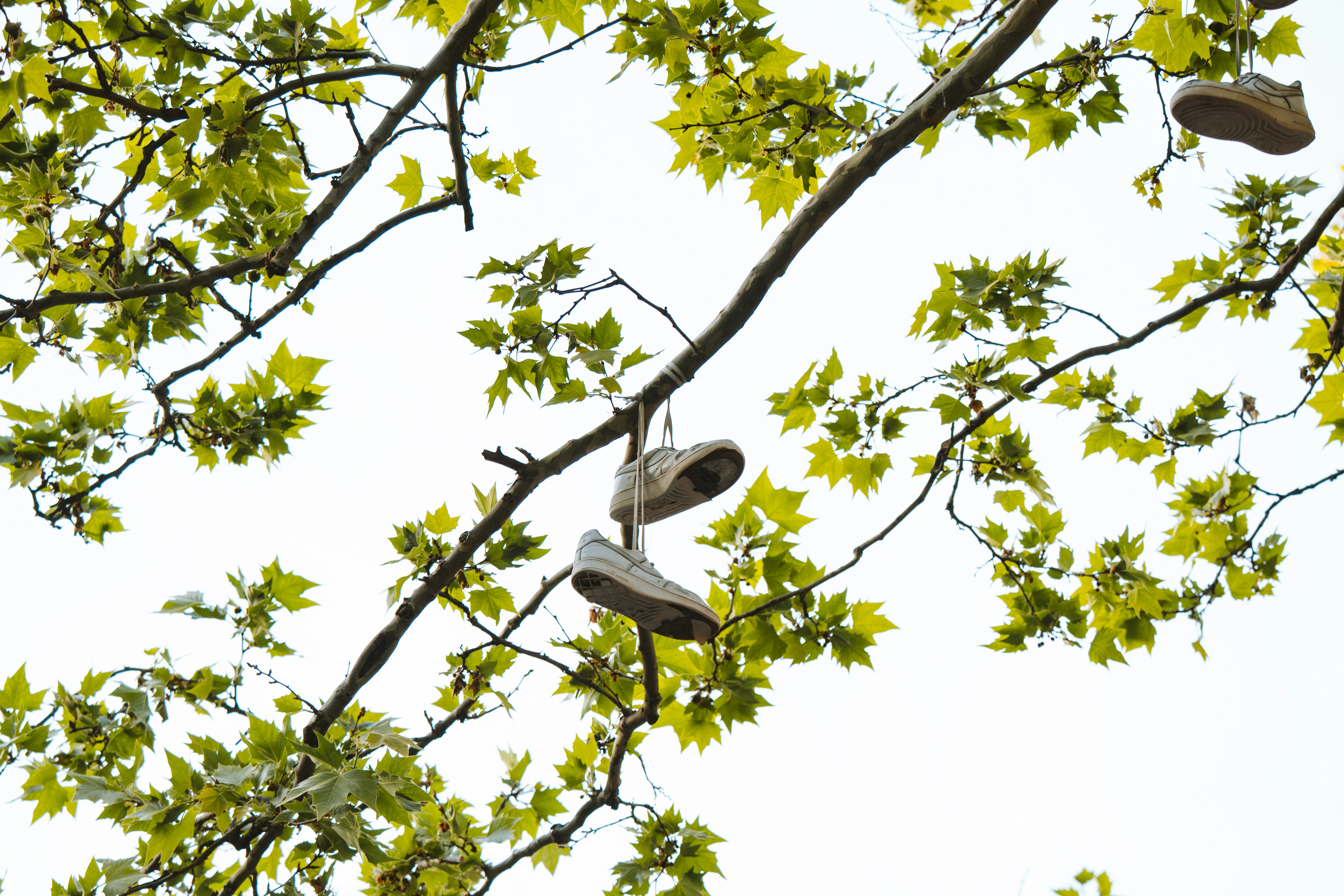 A pair of shoes hanging from a tree branch photo – Free Shoe Image on ...