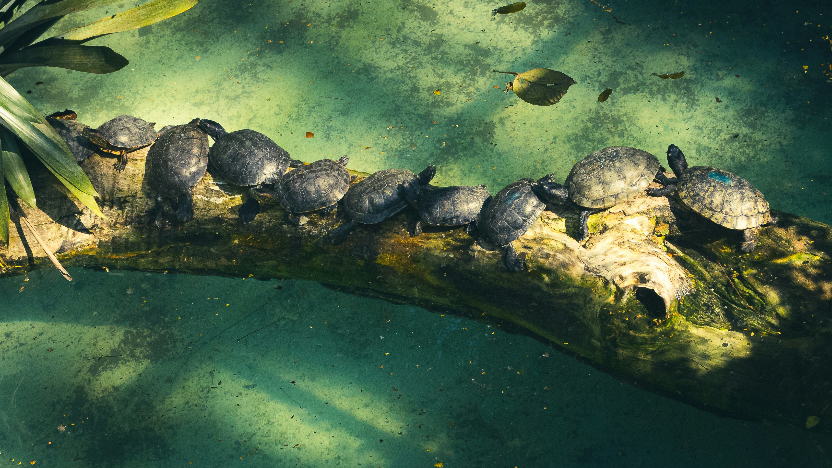 A group of turtles sitting on top of a log photo – Free Turtles Image ...