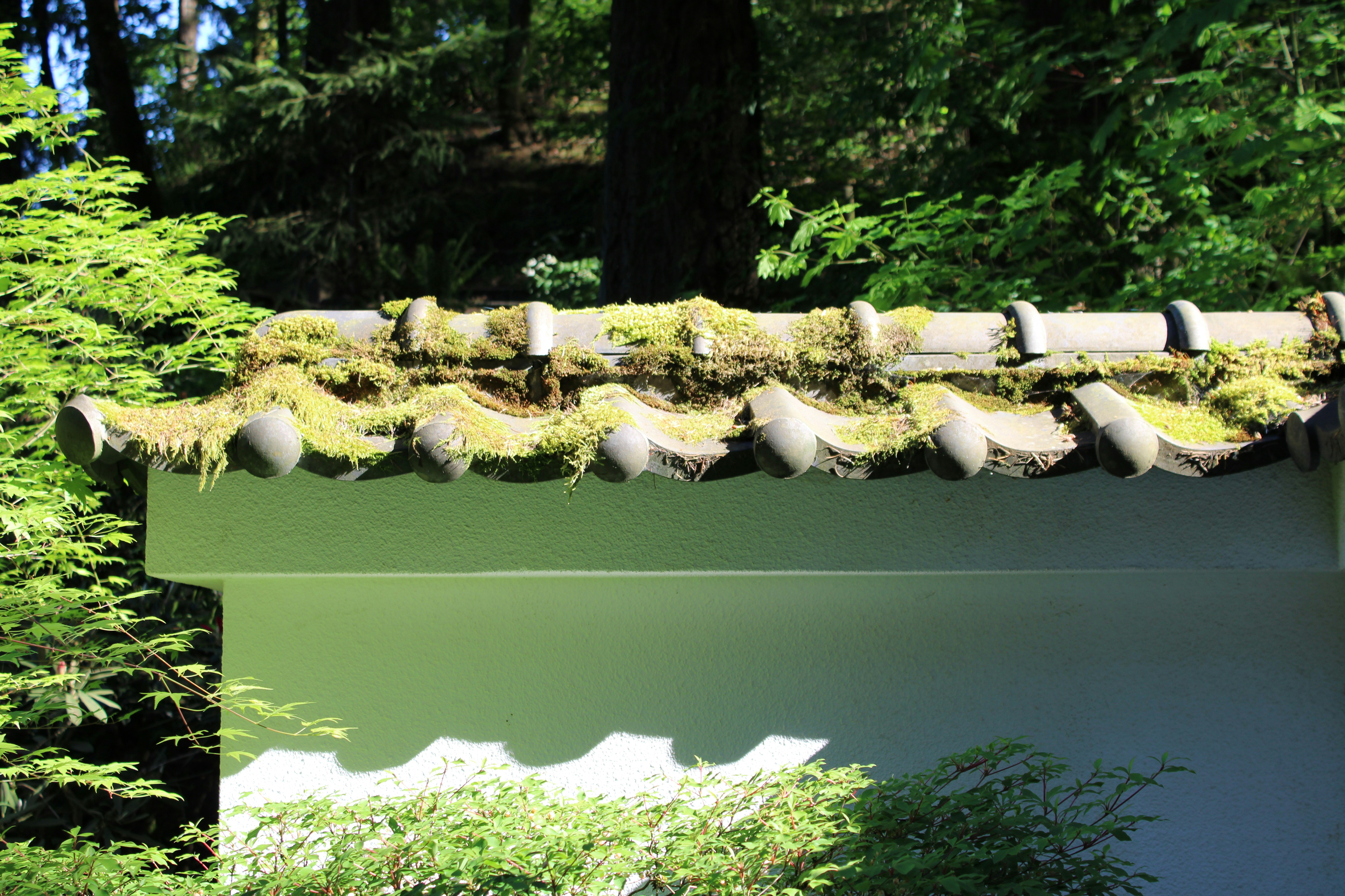 Moss growing on the roof of a building photo – Free Portland Image on ...