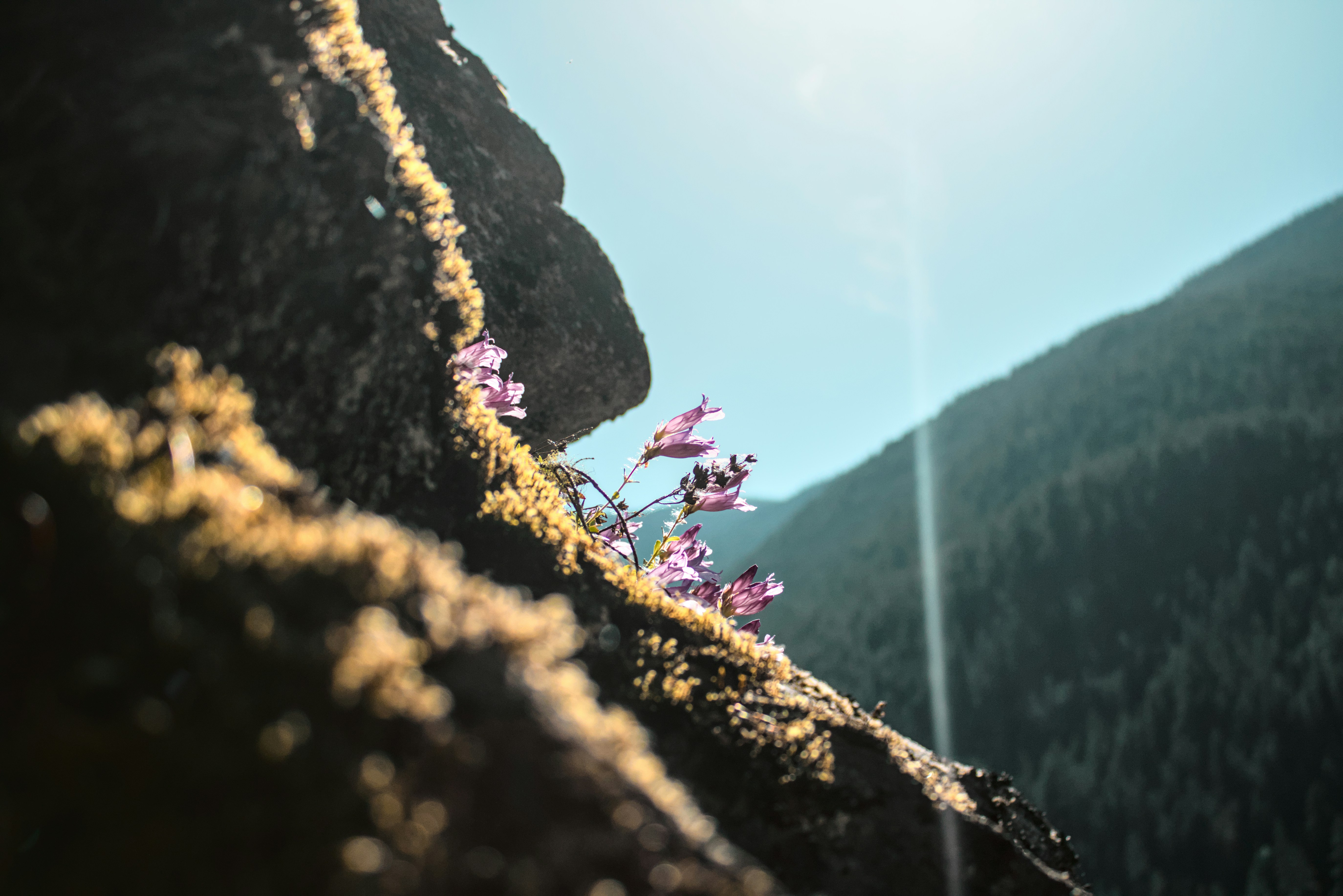 A plant growing out of the side of a cliff photo – Free Nahatlatch ...