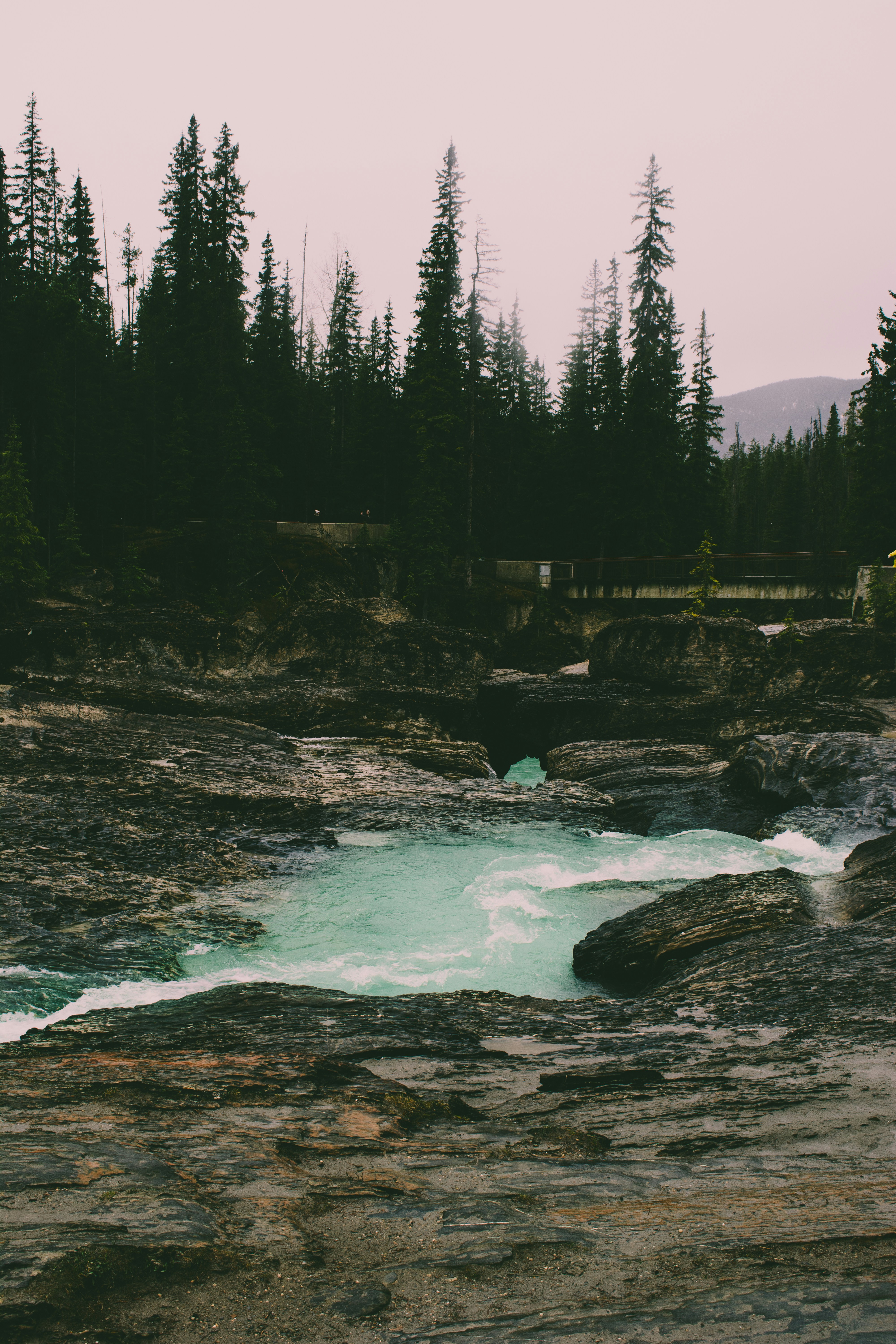A river running through a forest filled with trees photo – Free Forest ...