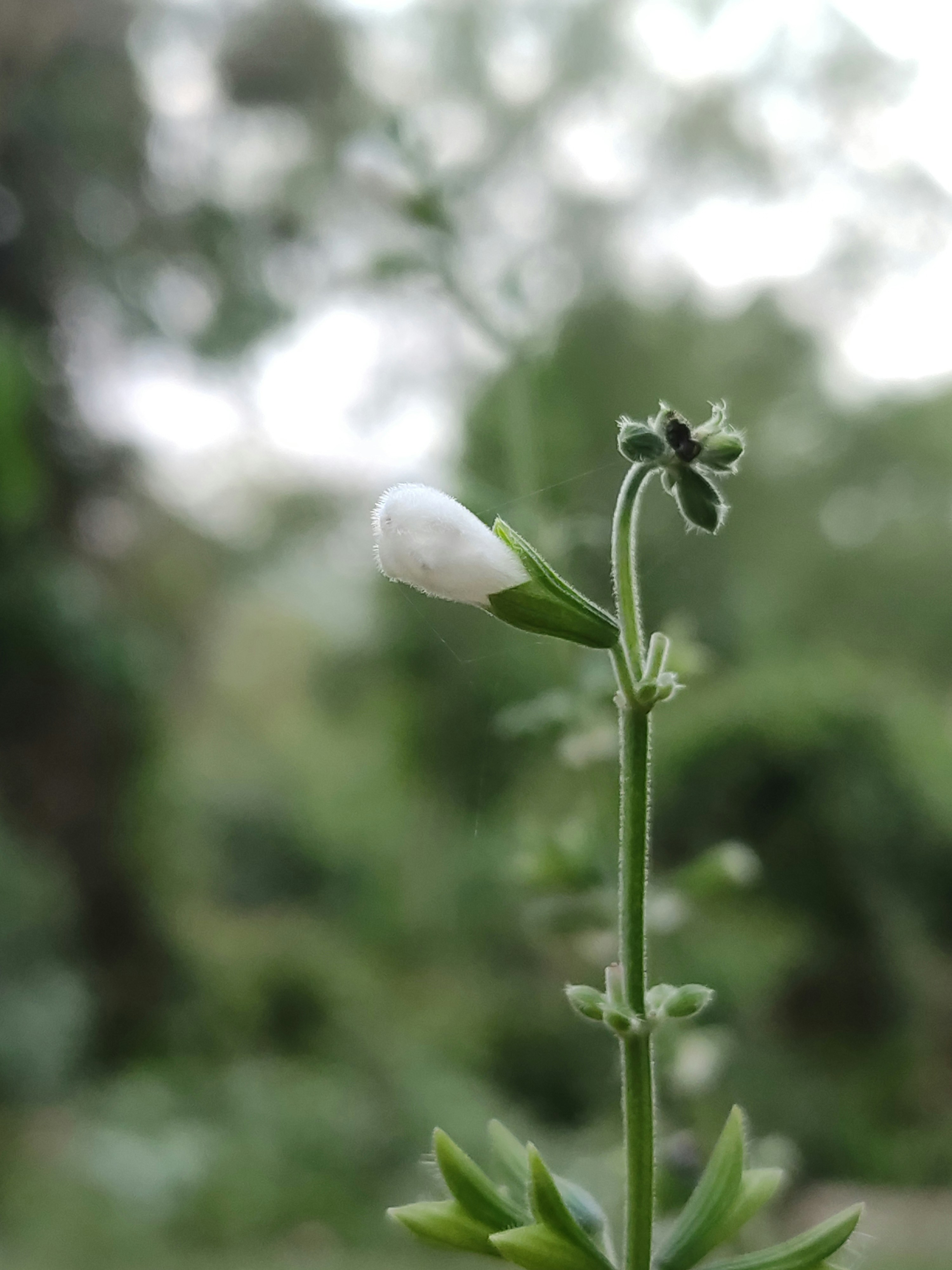 Close-up of a budding white flower on a slender stem against a blurred green backdrop