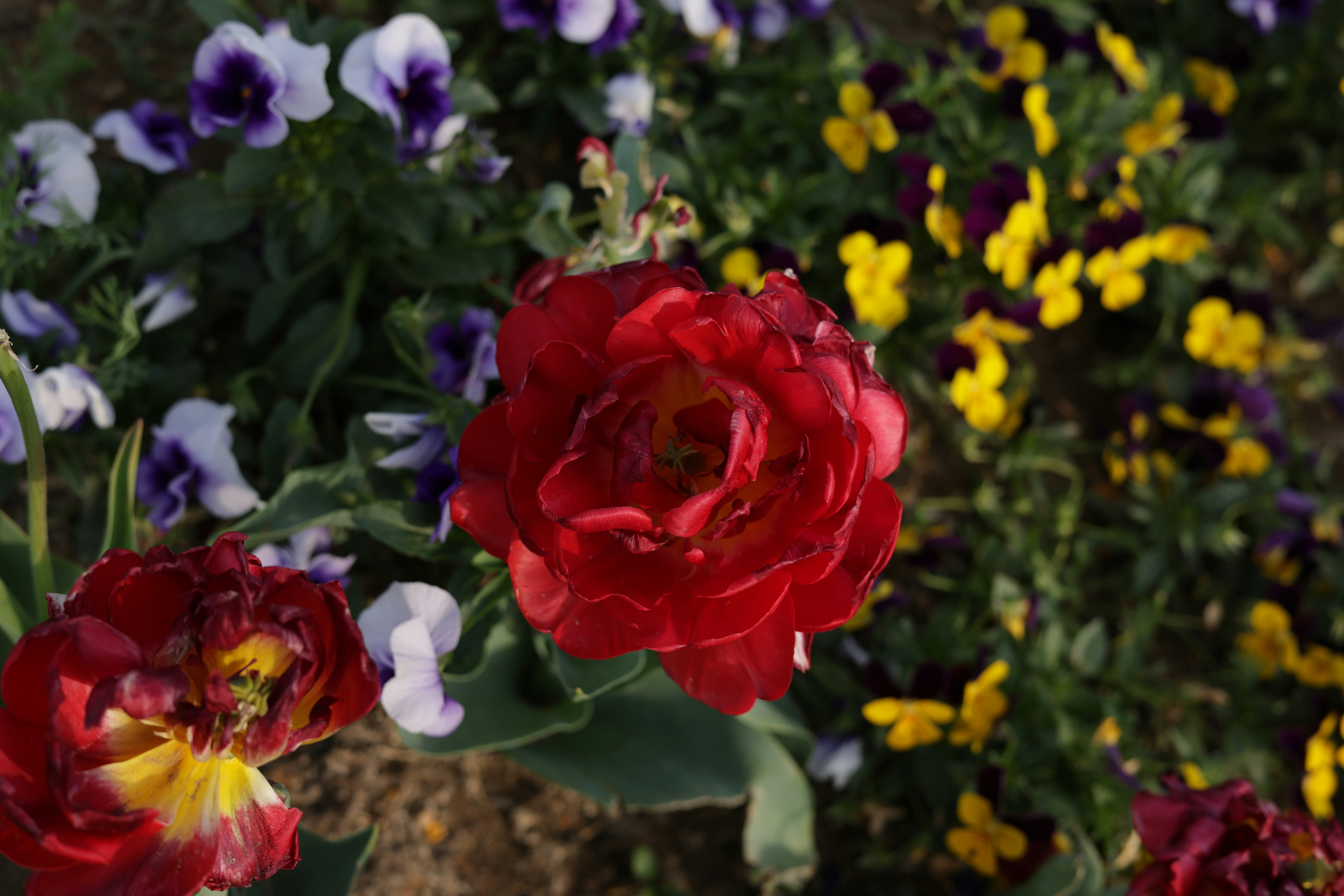 Crimson Crown in a Patchwork Garden