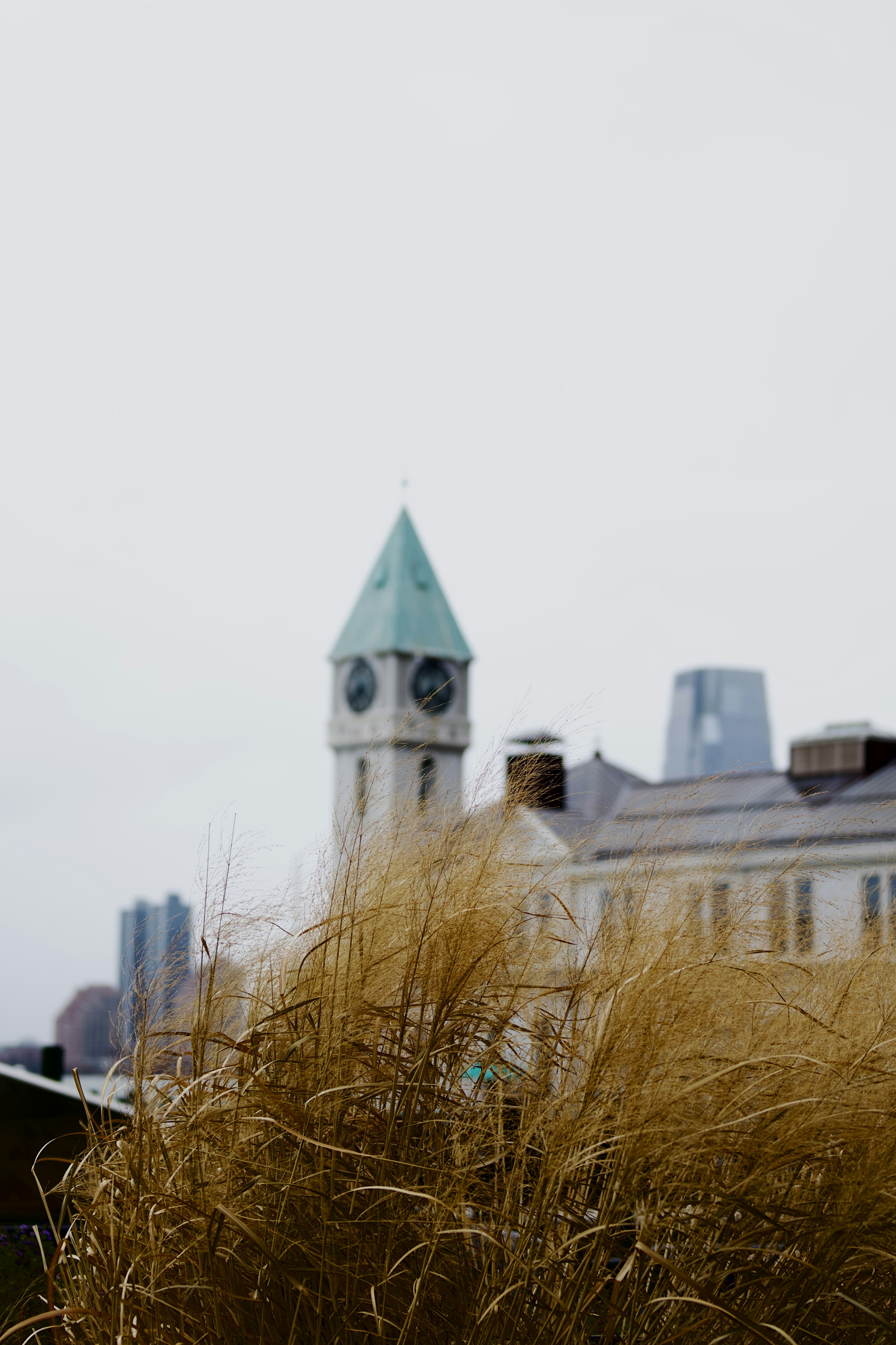 Clocktower in urban grasses