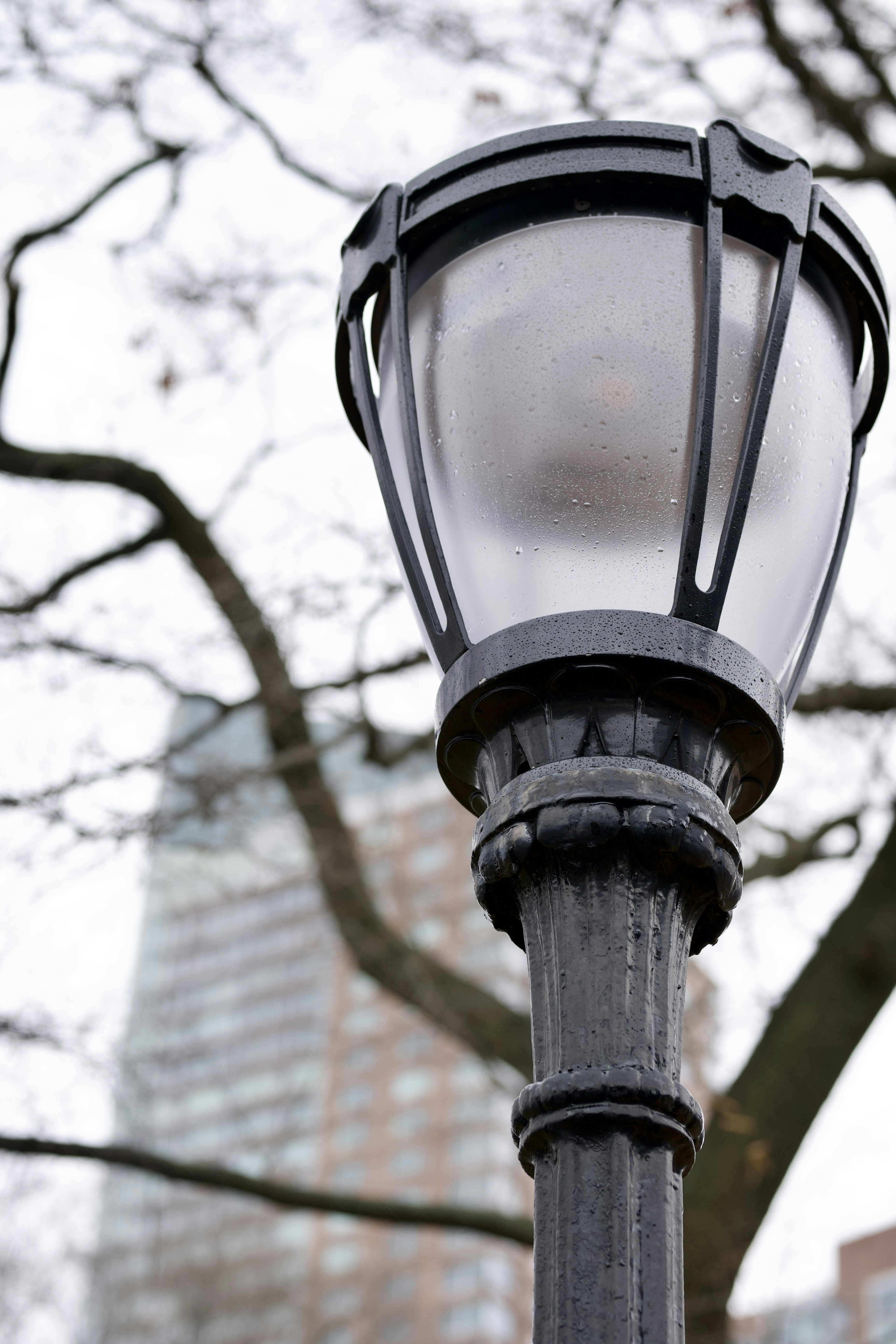 A lamp post with a tree in the background photo – Free Grey Image on ...