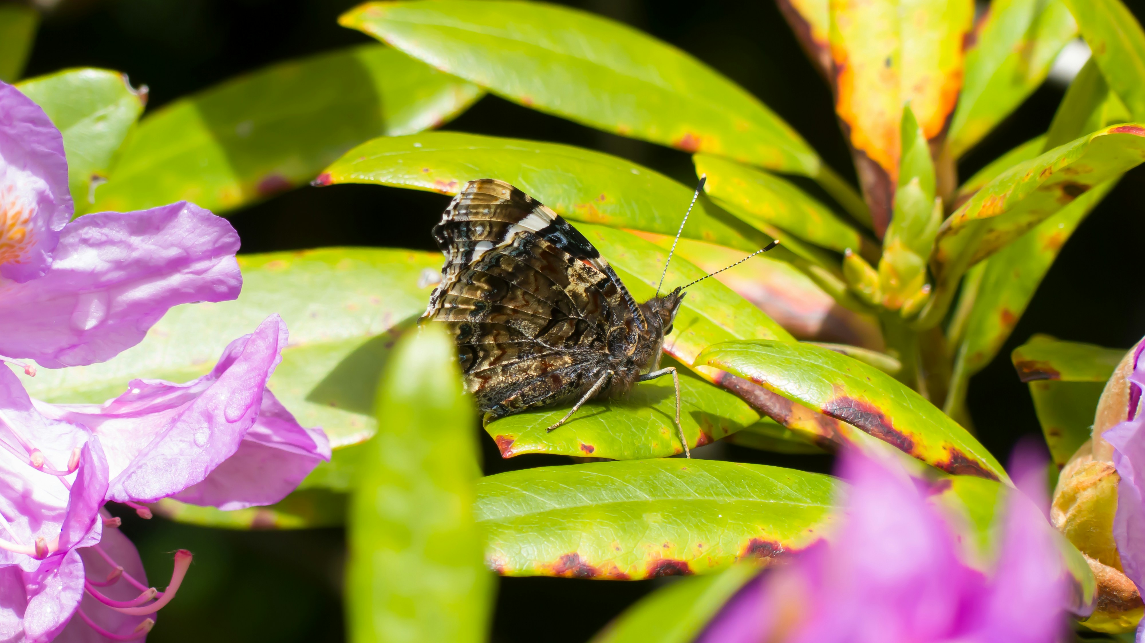 Camouflage in Bloom: Bark-pattern Moth Pauses on a Leaf Amid Purple Blossoms