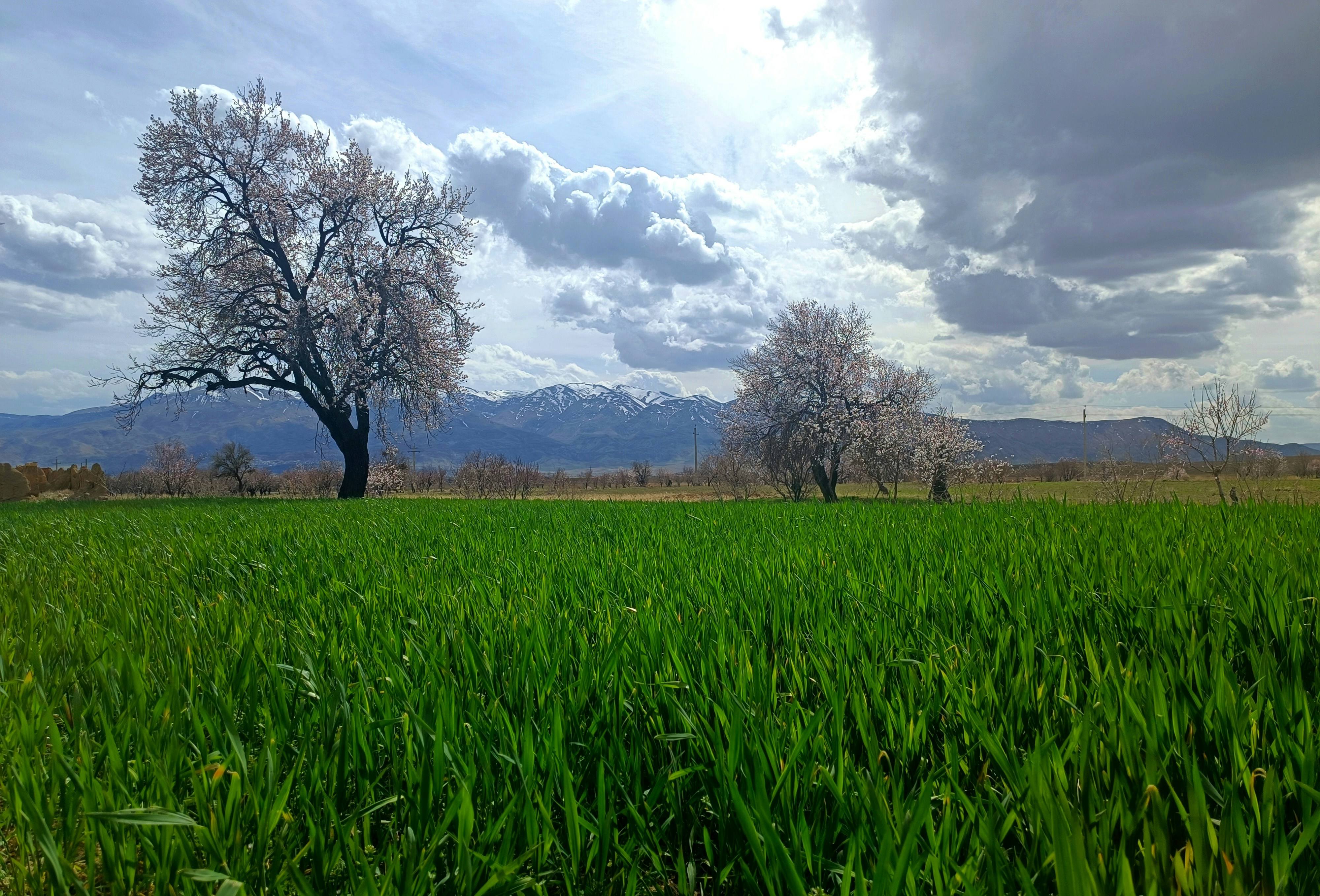 Winter Orchard on a Sunlit Plain