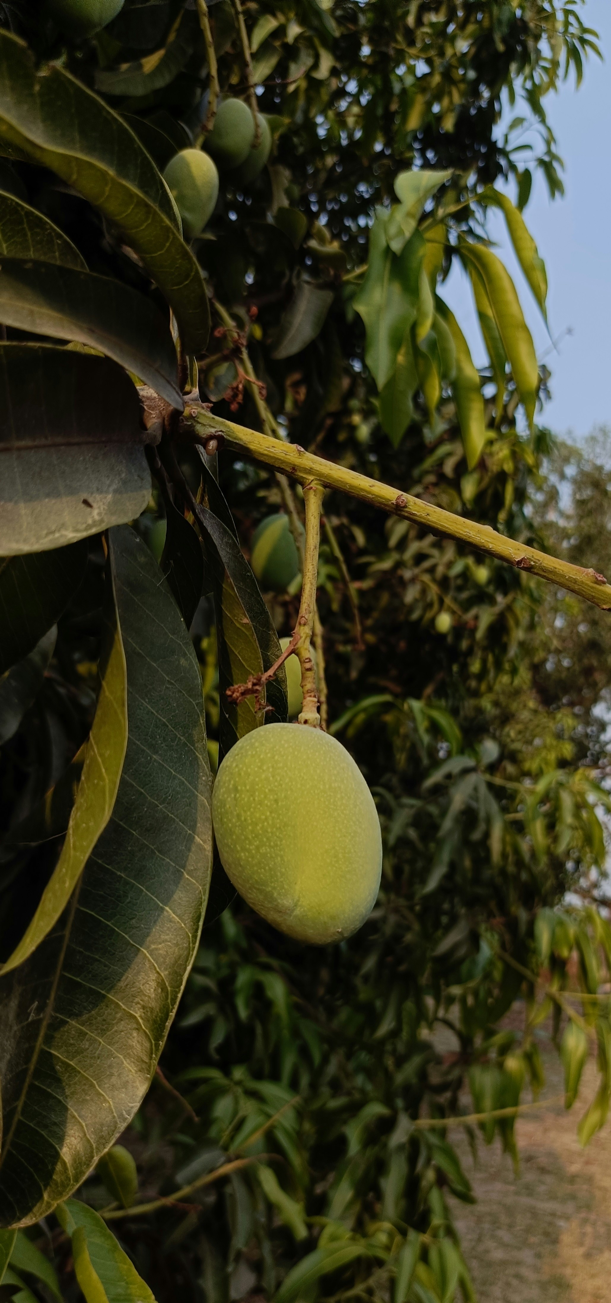 A mango tree with green fruit hanging from it's branches photo – Free ...