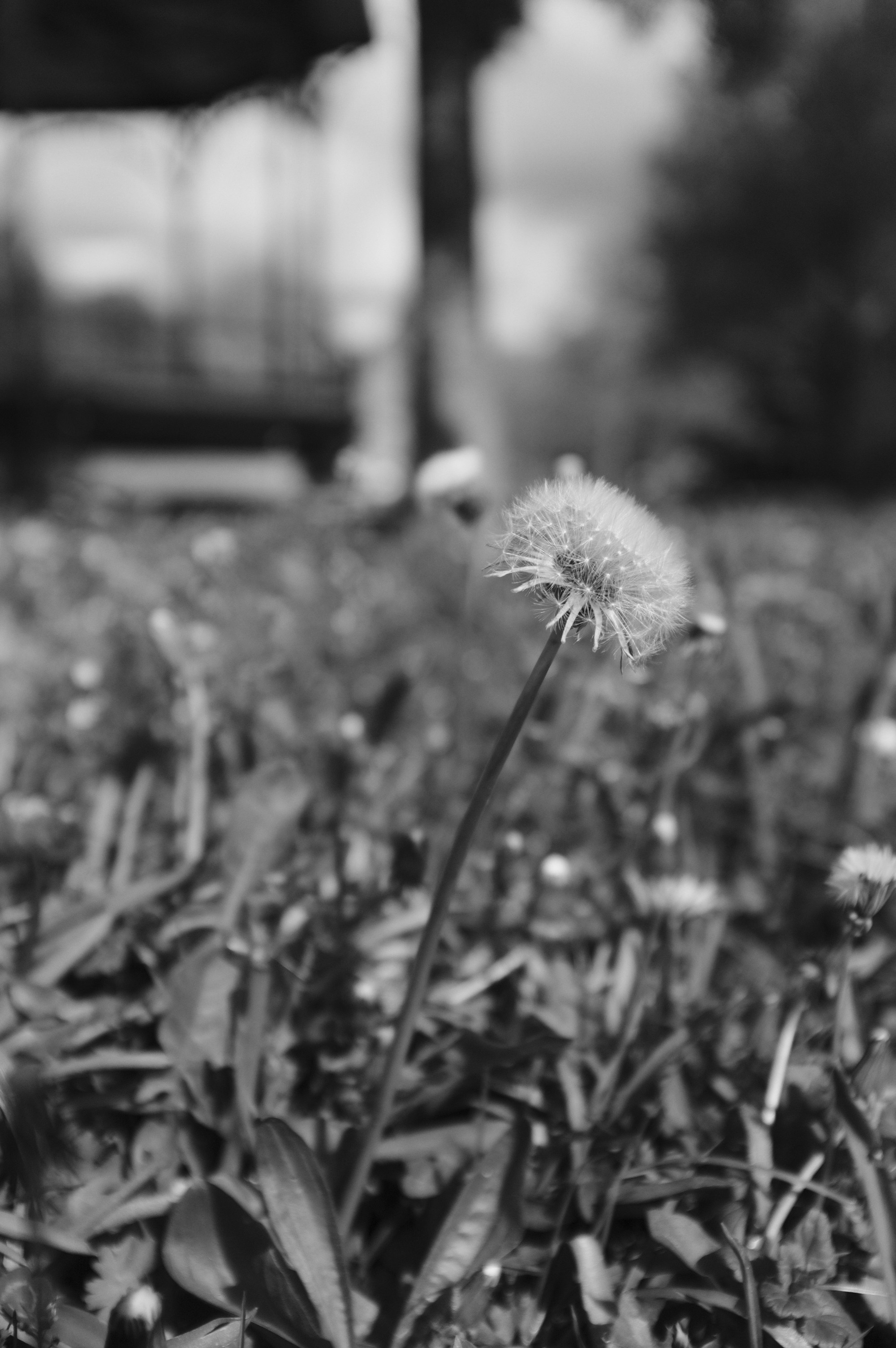 Dandelion Lens: A single Seedhead Reaches for the Sun