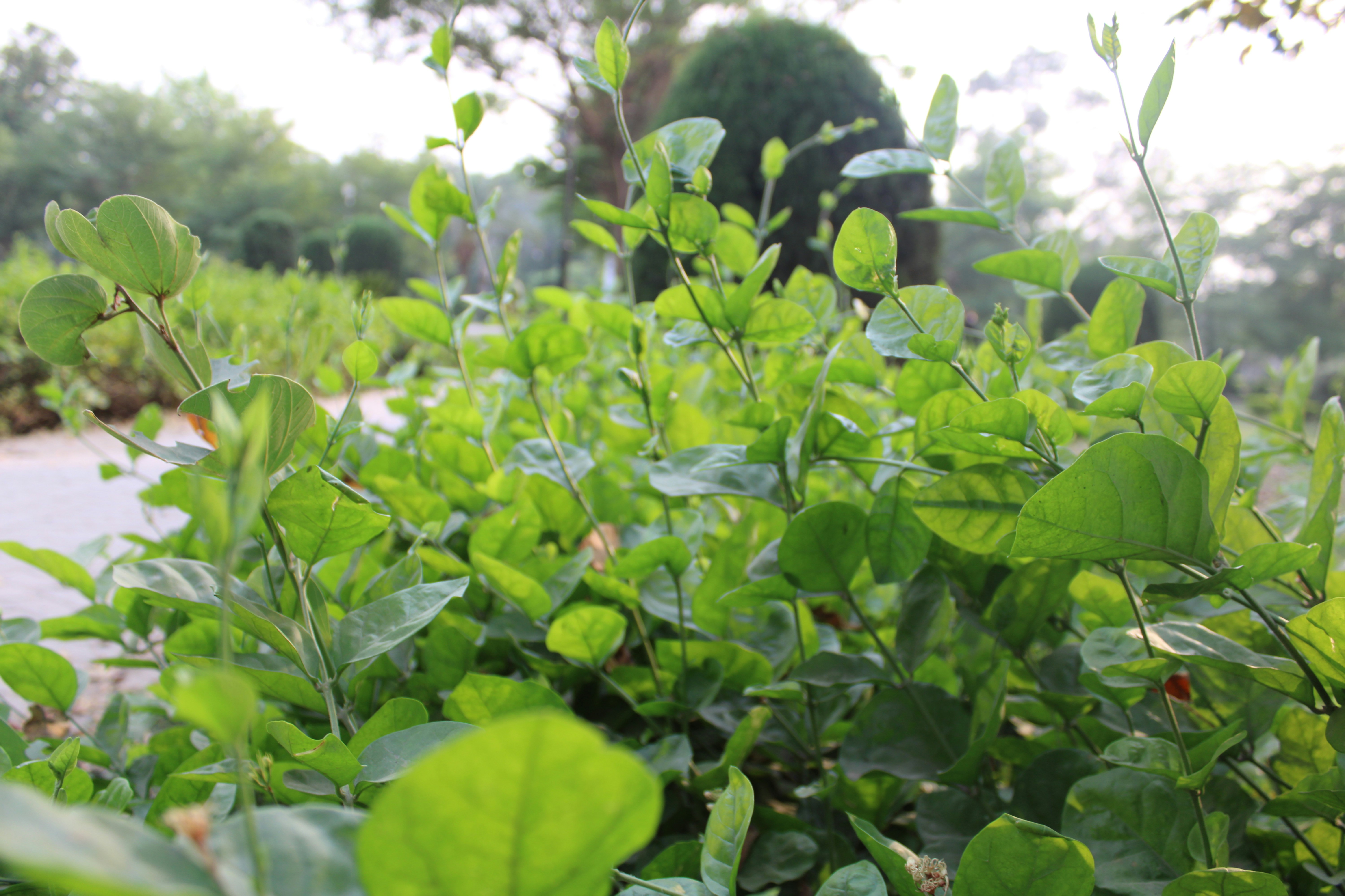 Verdant Whispers in Urban Serenity