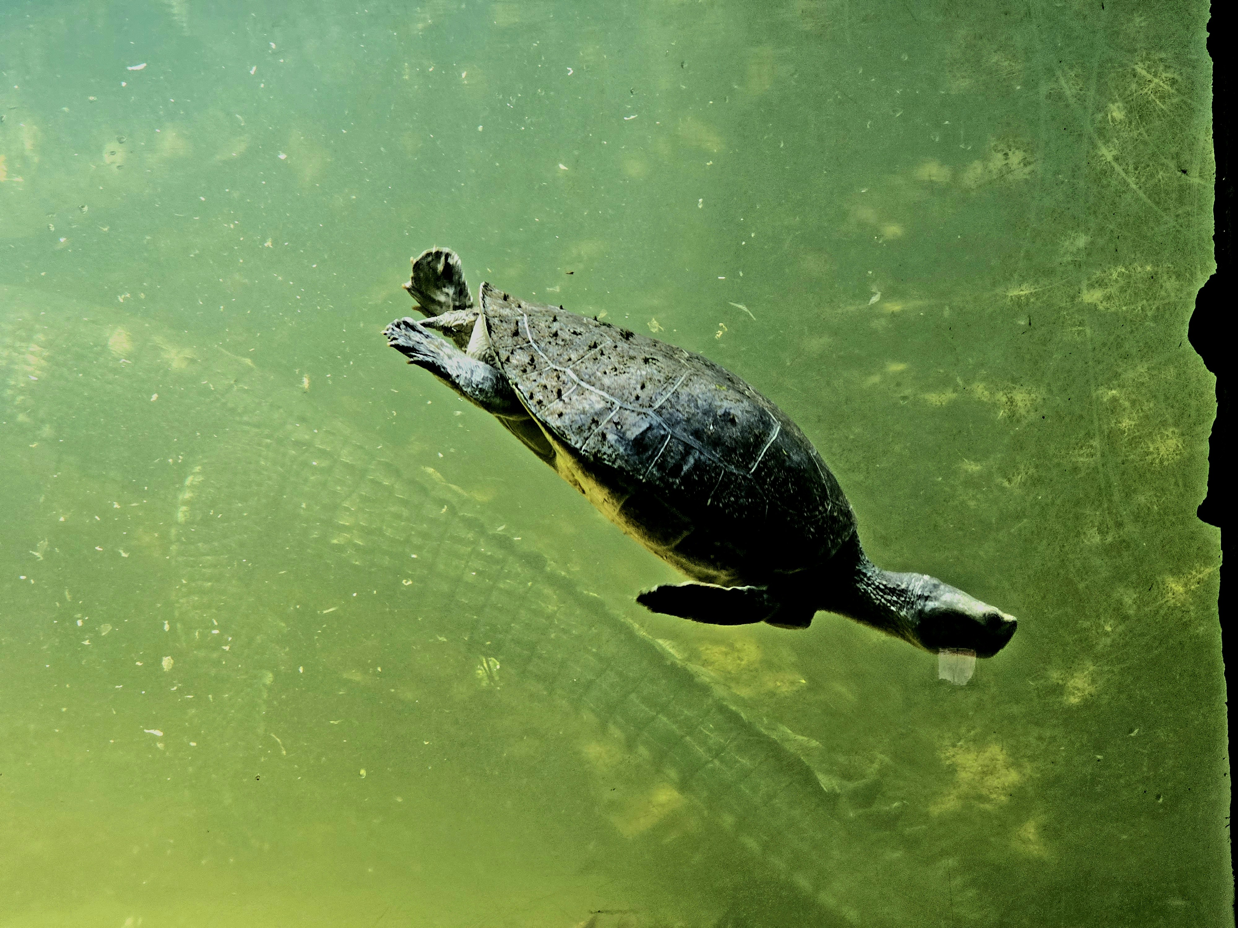 A small turtle swimming in a pond of water photo – Free The madras ...