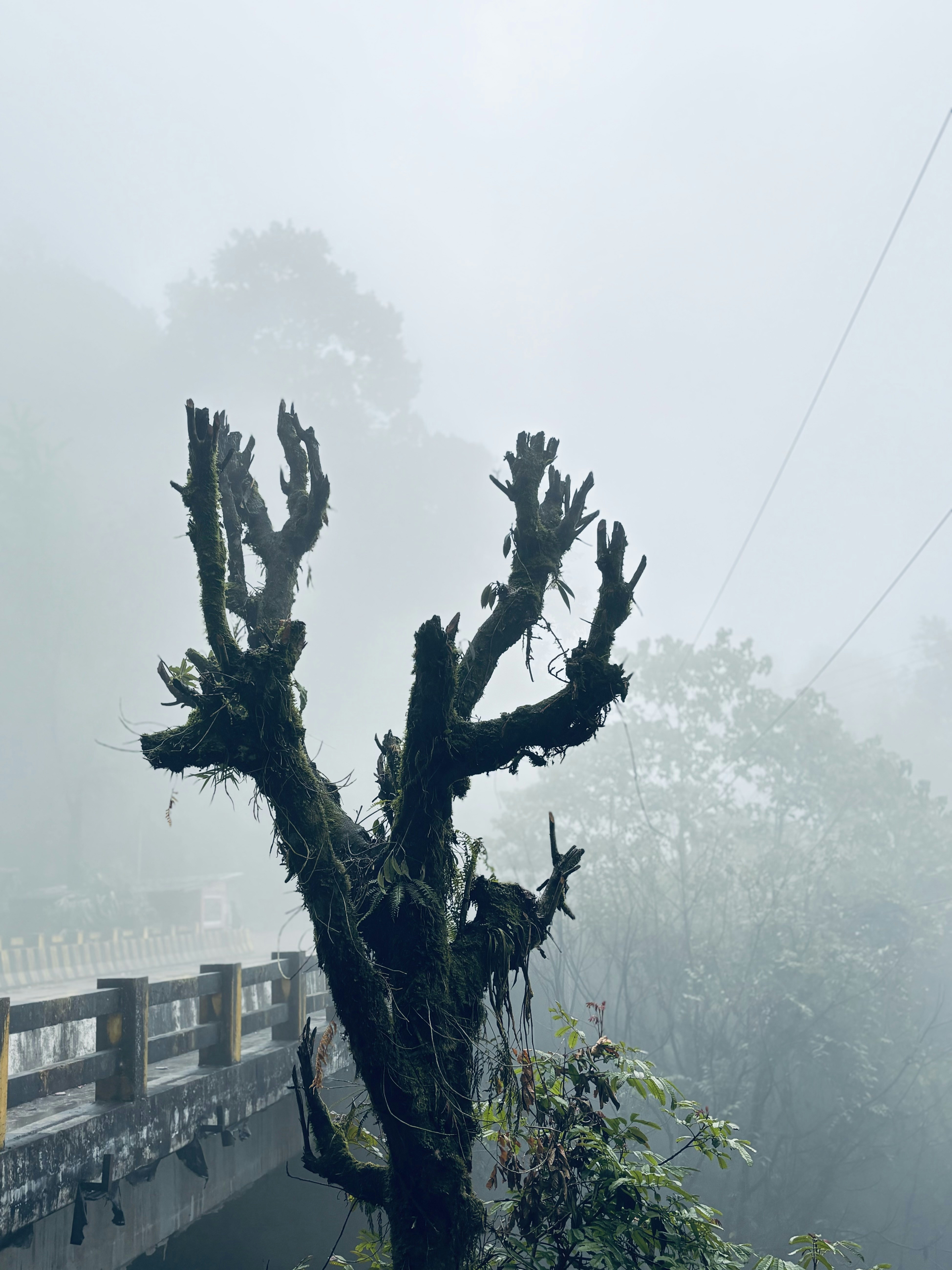 Photo by Shraddha Wasnik with Apple iPhone 15 Plus