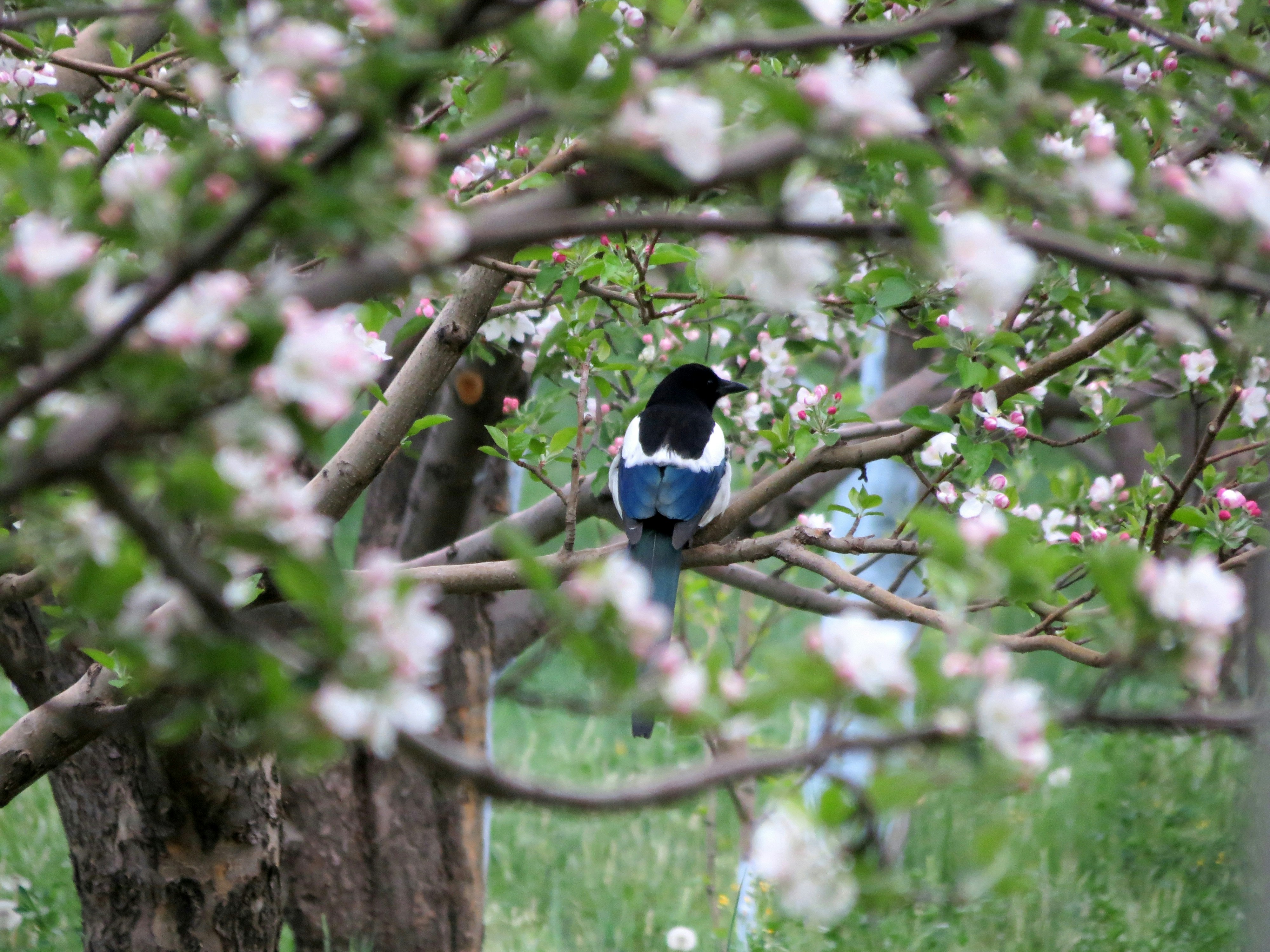 Magpie perched on a branch surrounded by delicate pink and white blossoms.