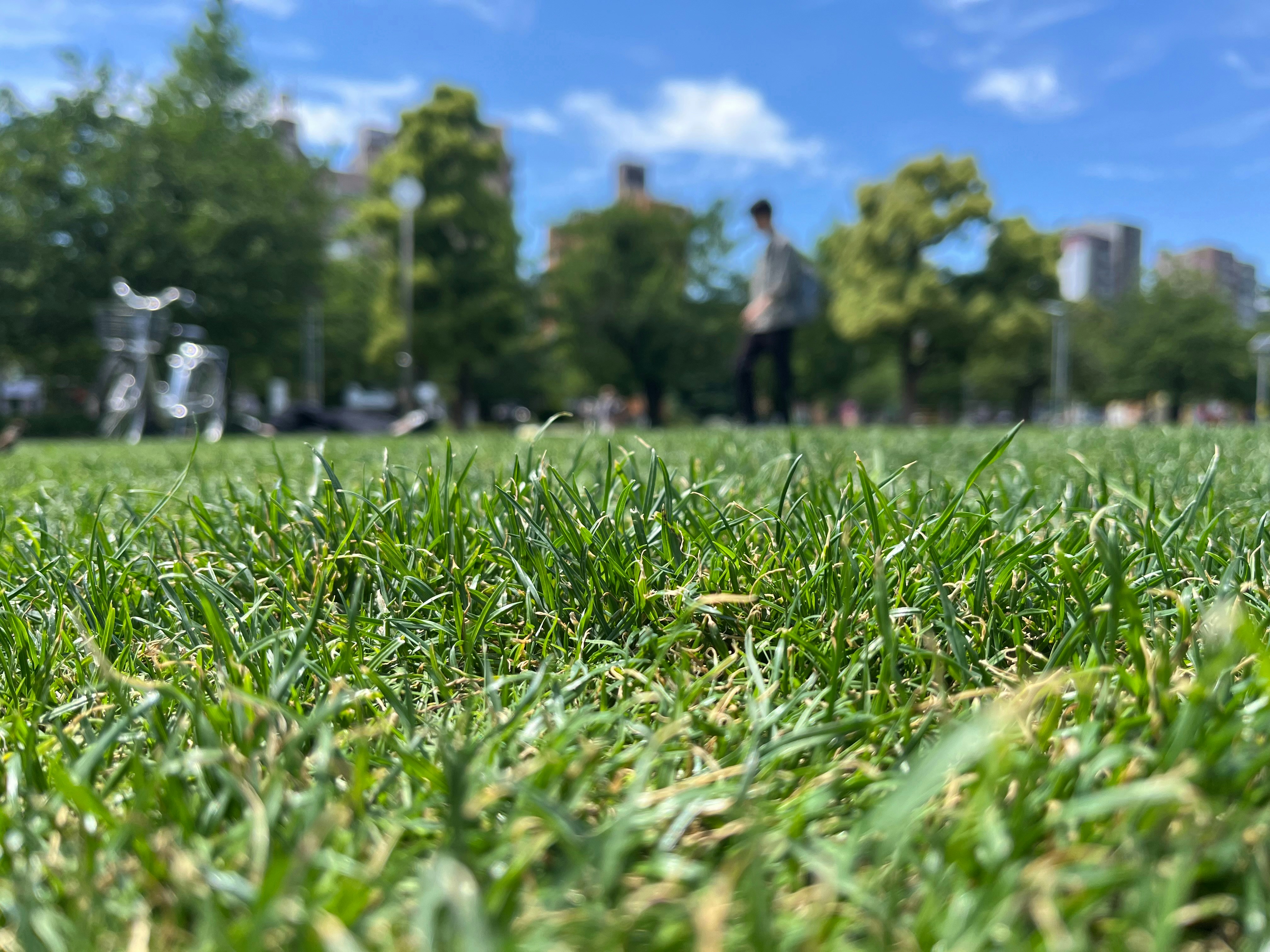 Grass-First: A Park Scene with Figures in Soft Focus