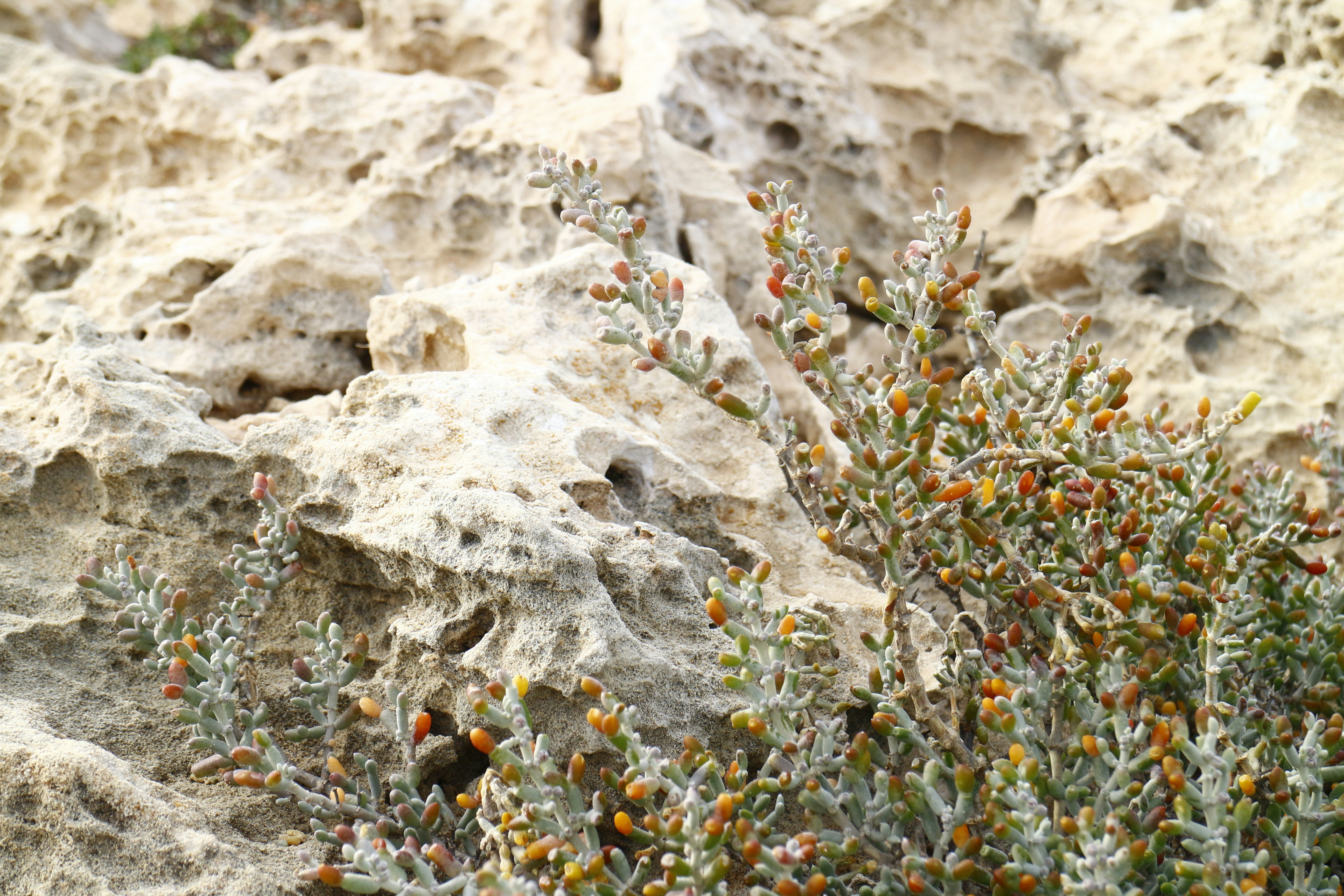 a small plant growing out of some rocks