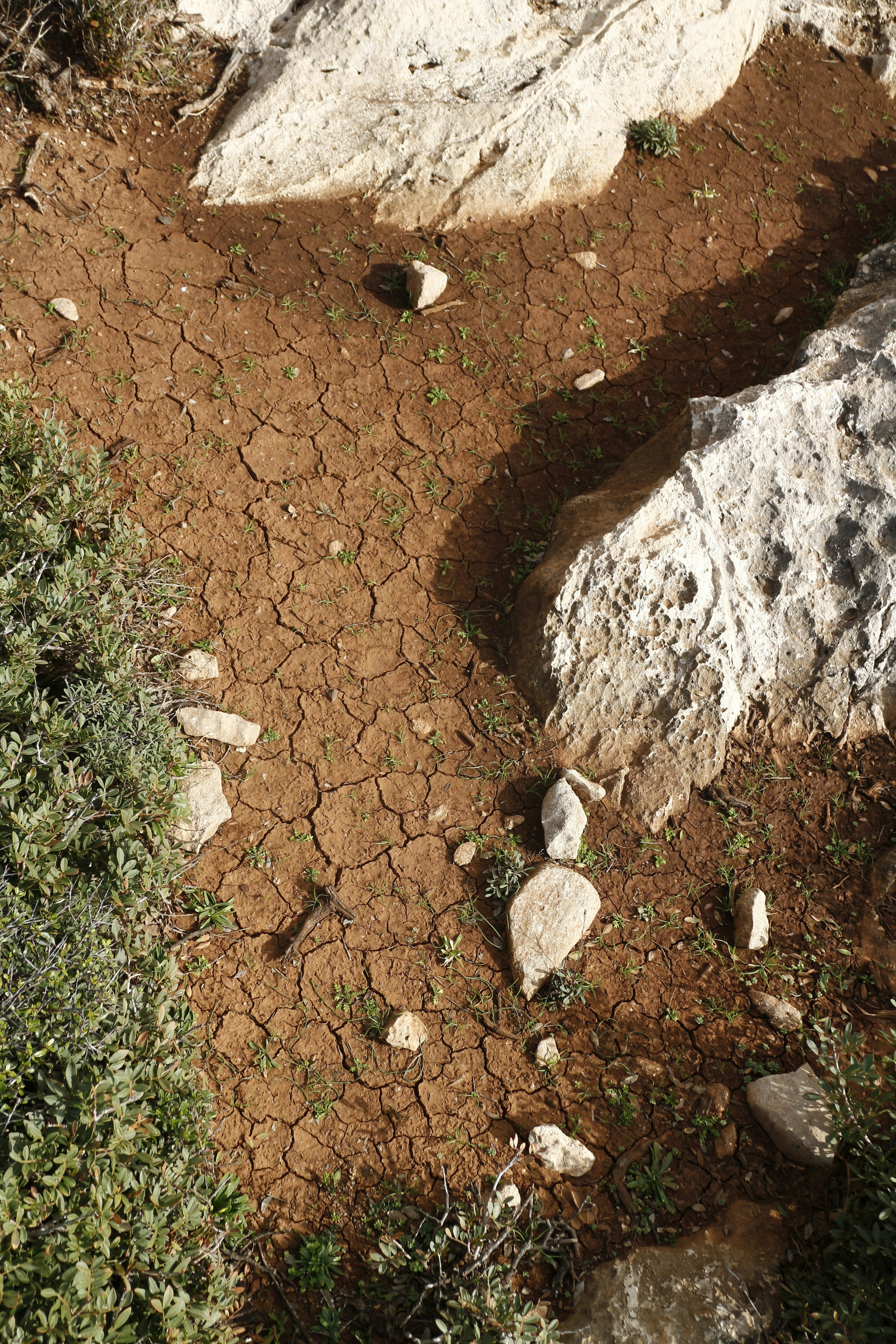 A white and black animal standing on top of a dirt field photo – Free ...