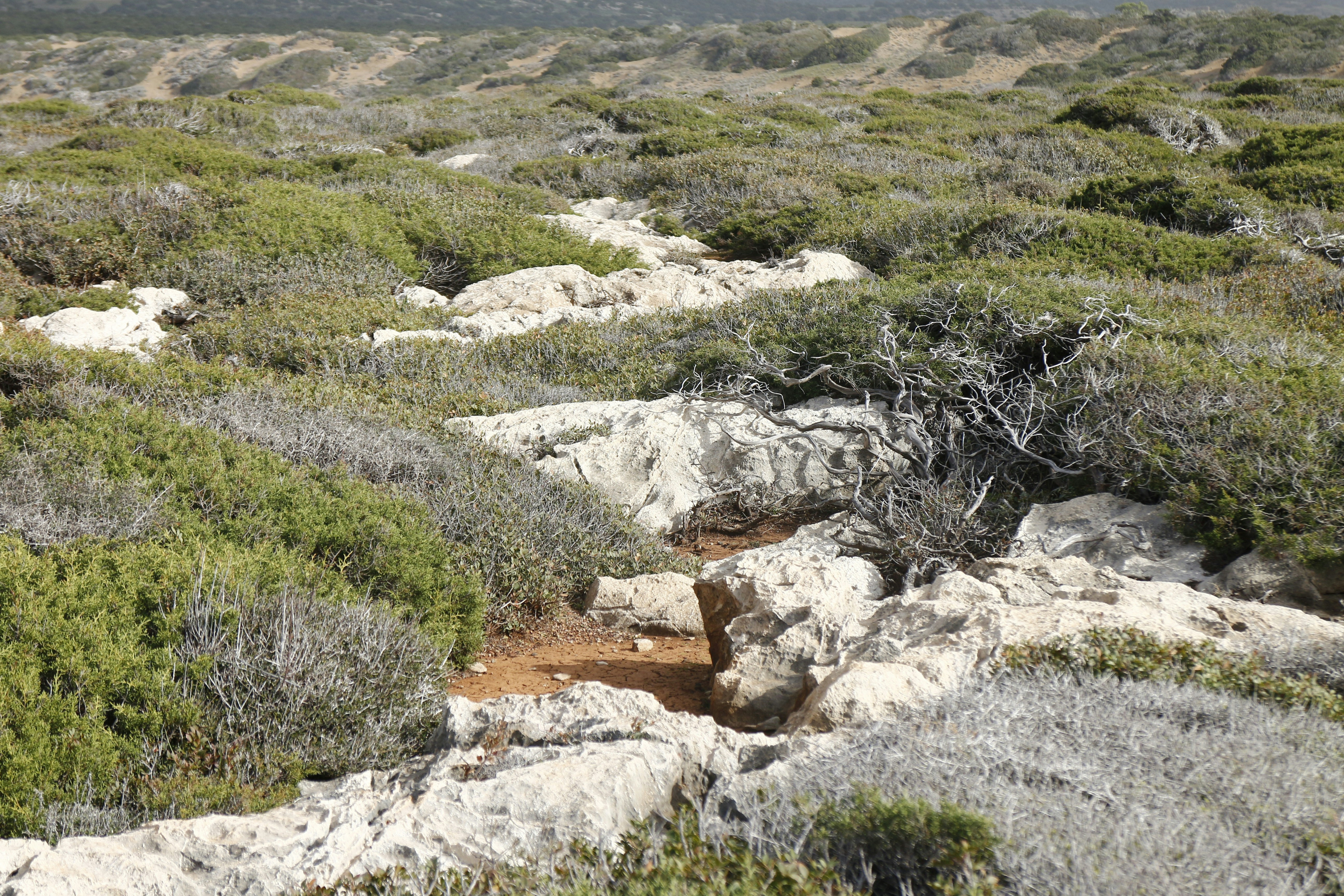 Rugged Coastal Scrub and Weathered Rocks