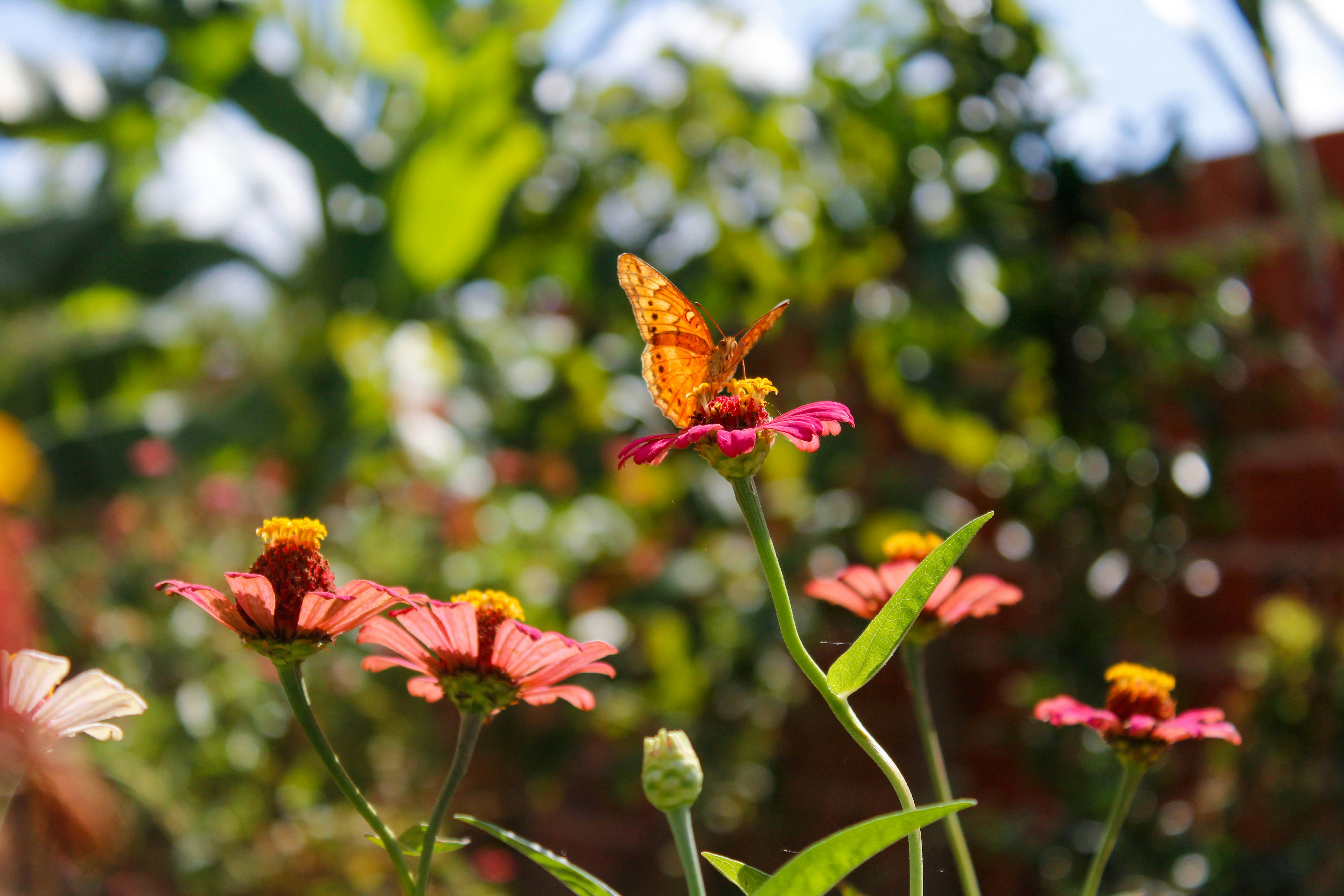 Fluttering Focus: Butterfly on a Coral Zinnia in Sunlit Bloom