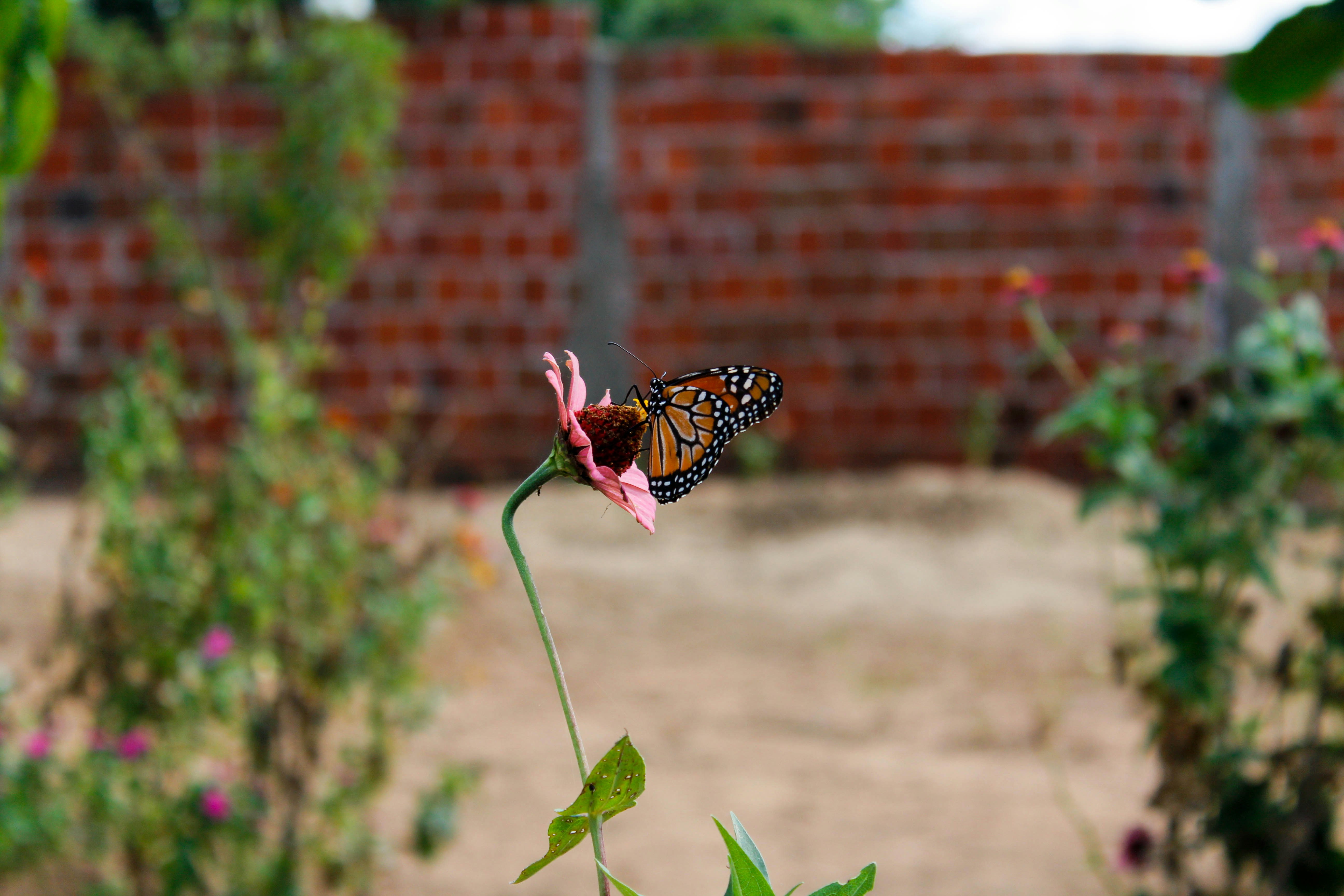 Monarch on a Pink Bloom in a Brick-Walled Garden