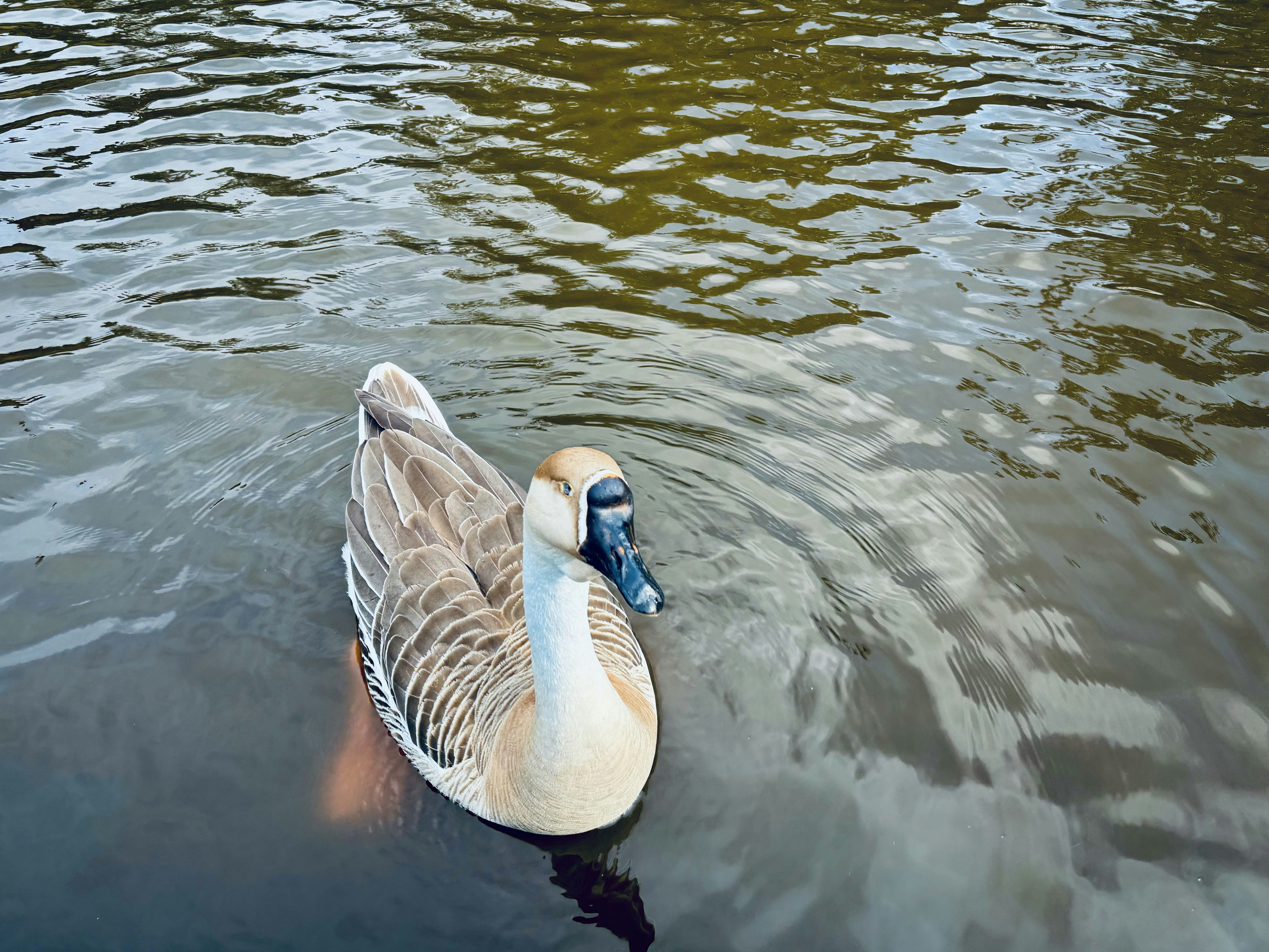 Duck in a stream. | a duck floating on top of a body of water