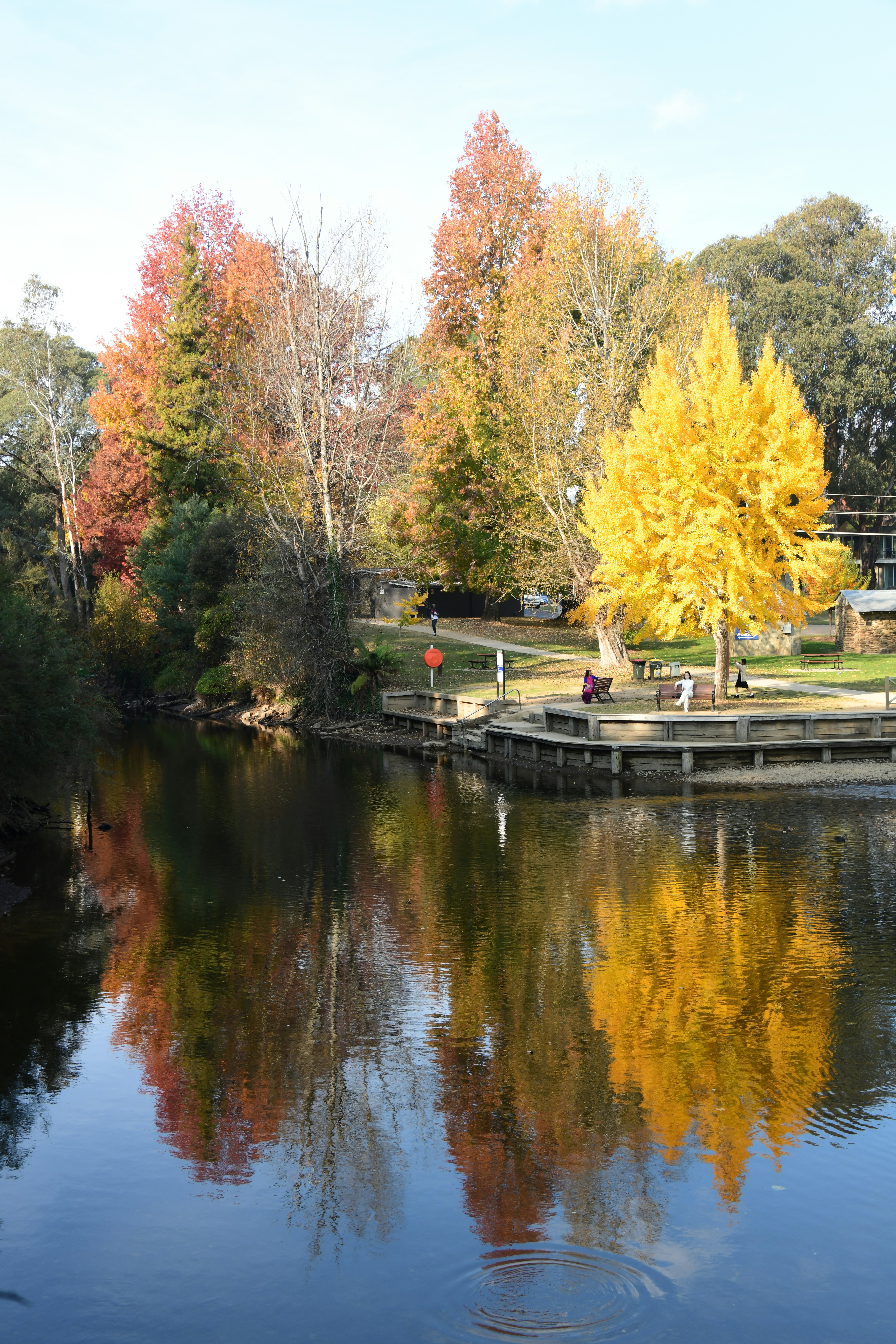 Golden Canopy Over a Quiet Riverside Dock