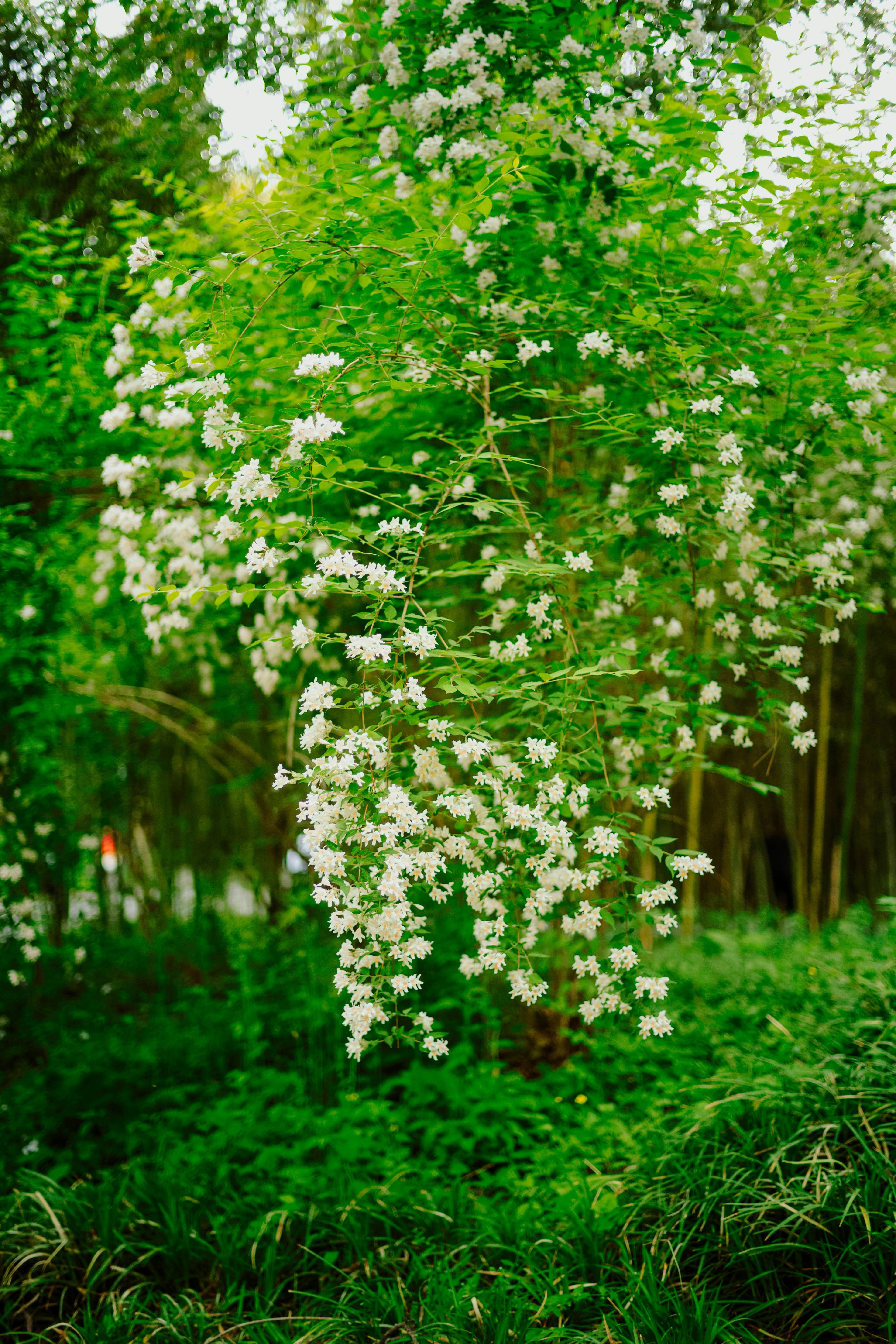 Cascade of White Blooms Draped Over a Sunlit Green Stage