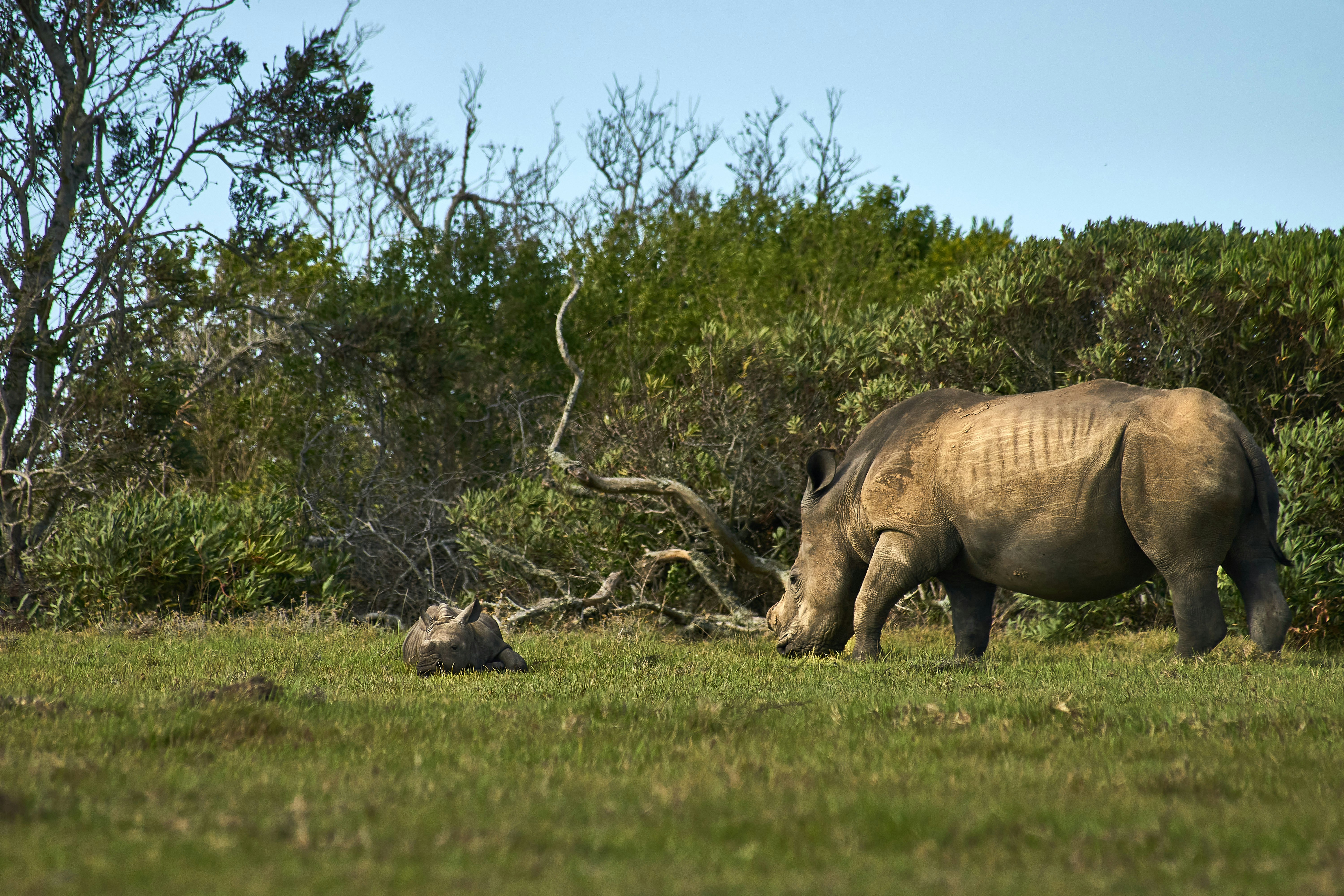 A rhino grazing in a field with trees in the background photo – Free ...