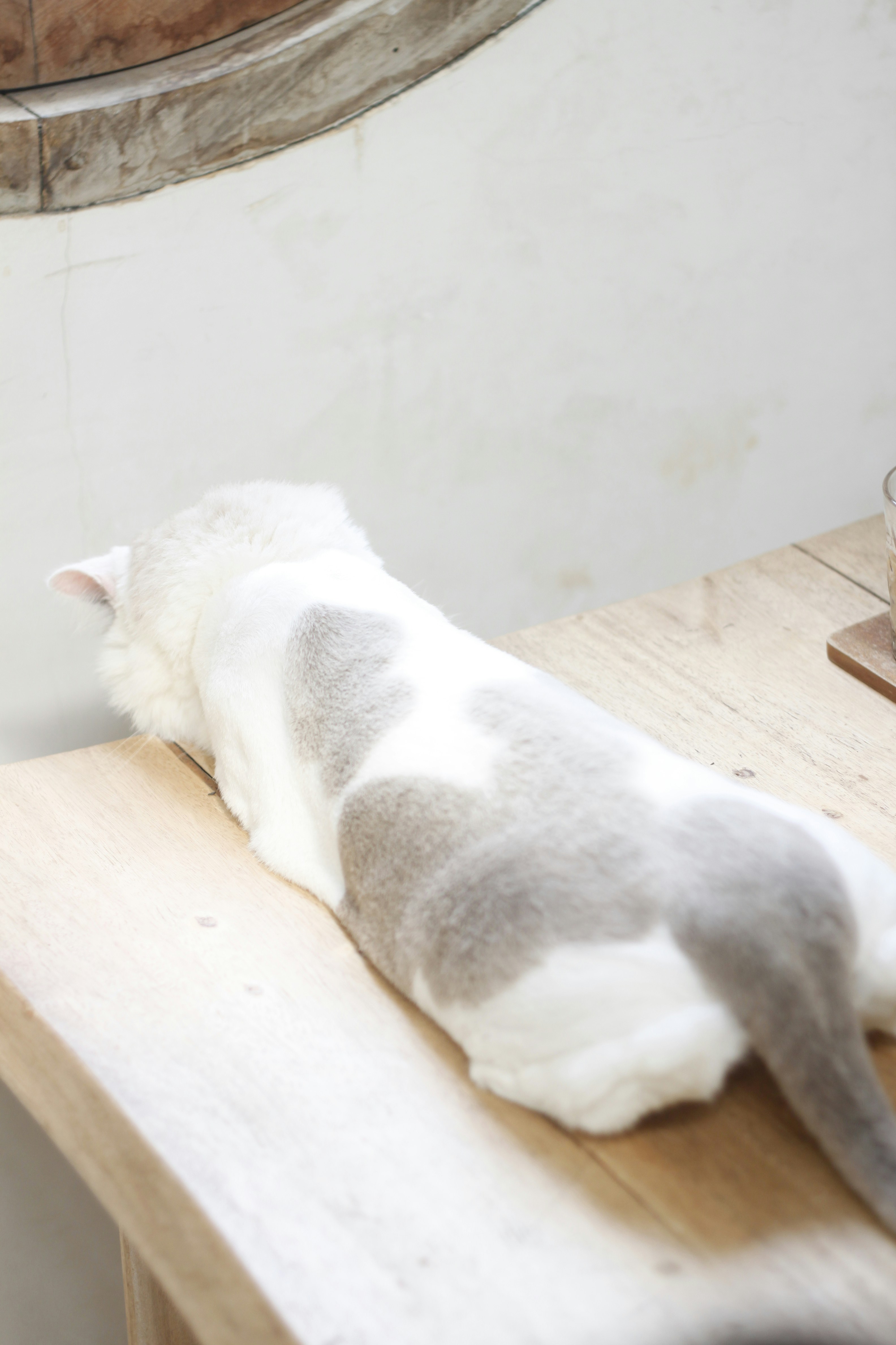 Sunlit Contemplation: A Cat Louges on Weathered Wood
