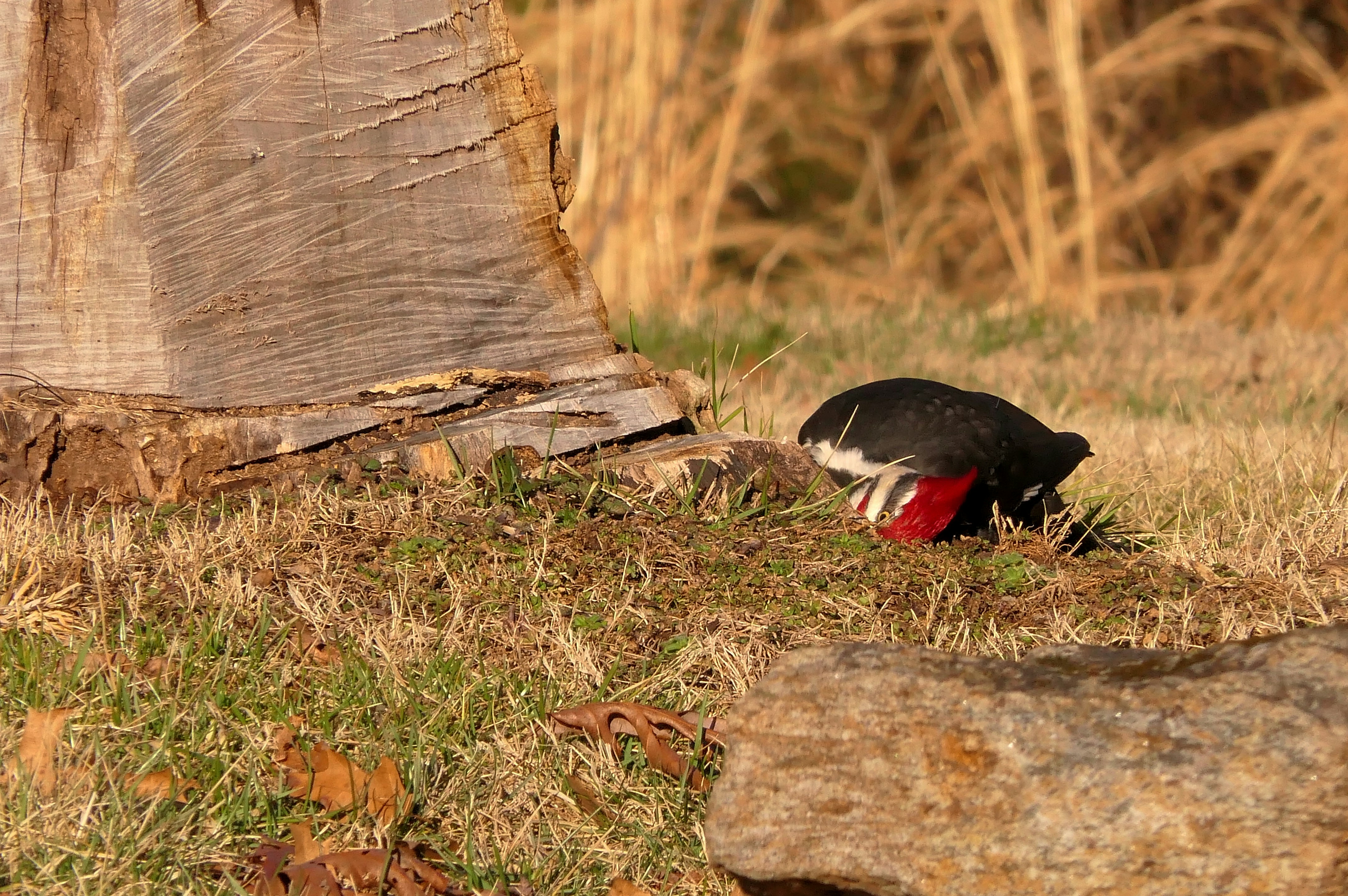 pileated woodpecker digging for food