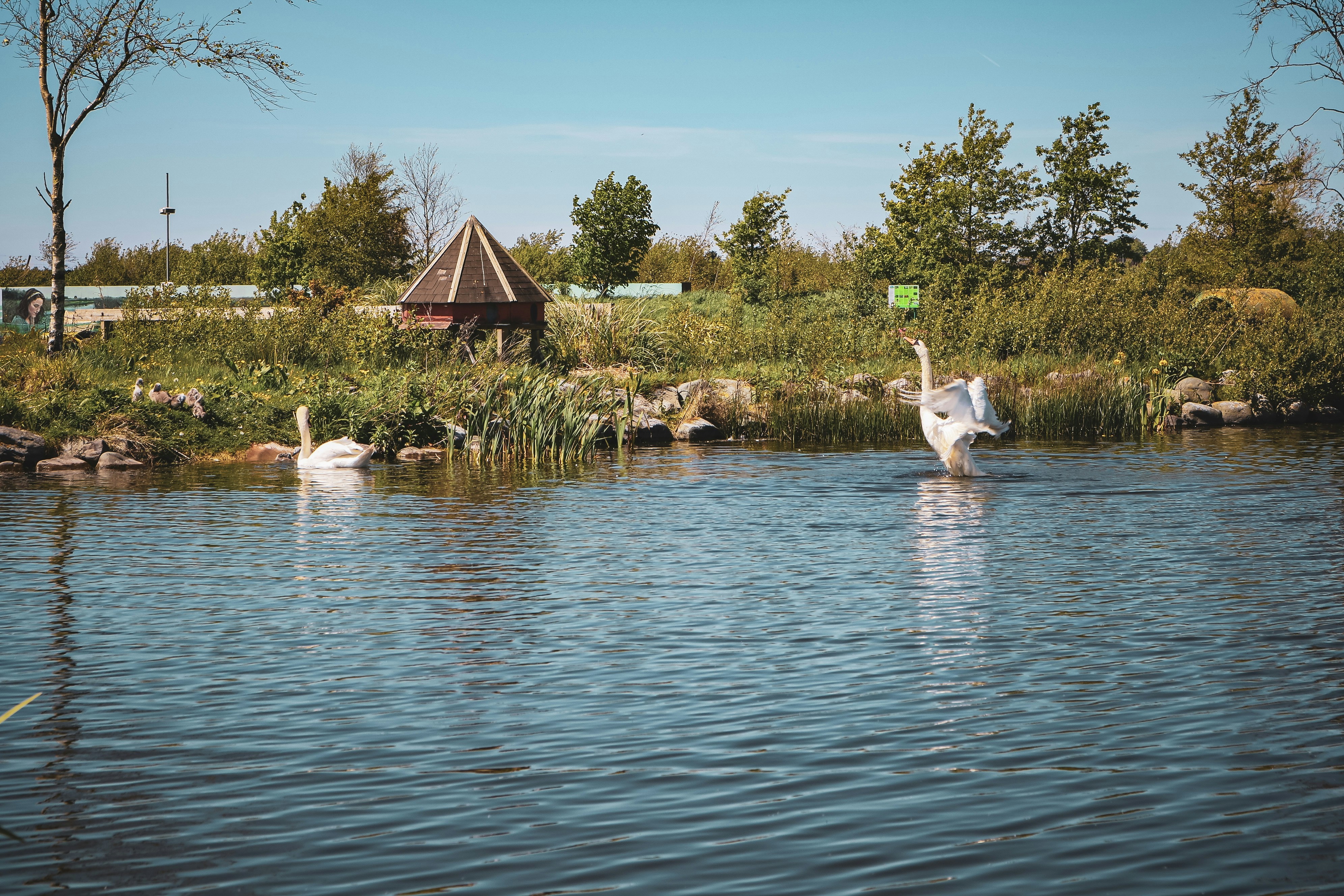 A couple of swans swimming in a lake photo – Free Tralee bay wetlands ...