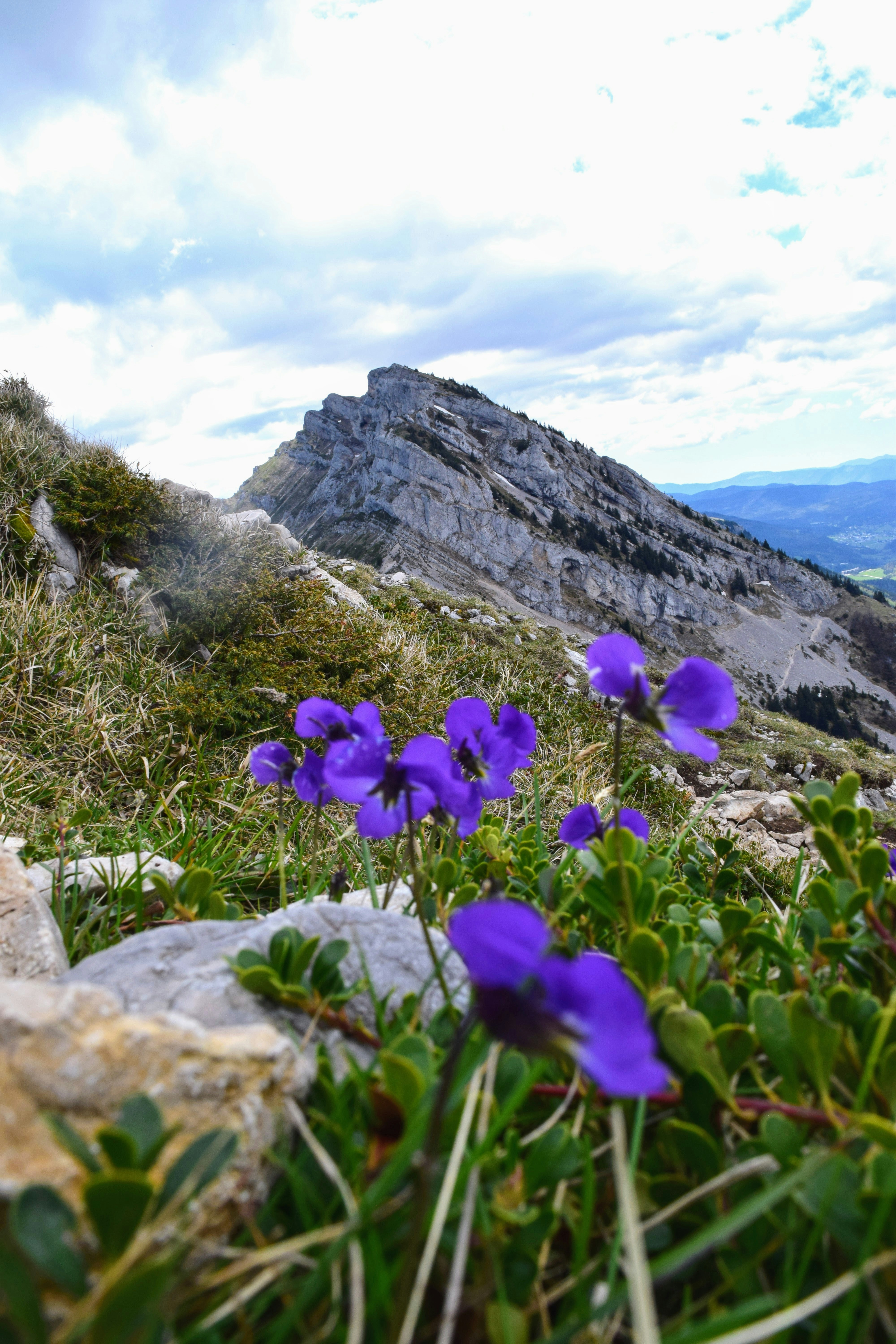 Purple flowers growing on the side of a mountain photo – Free Nature ...