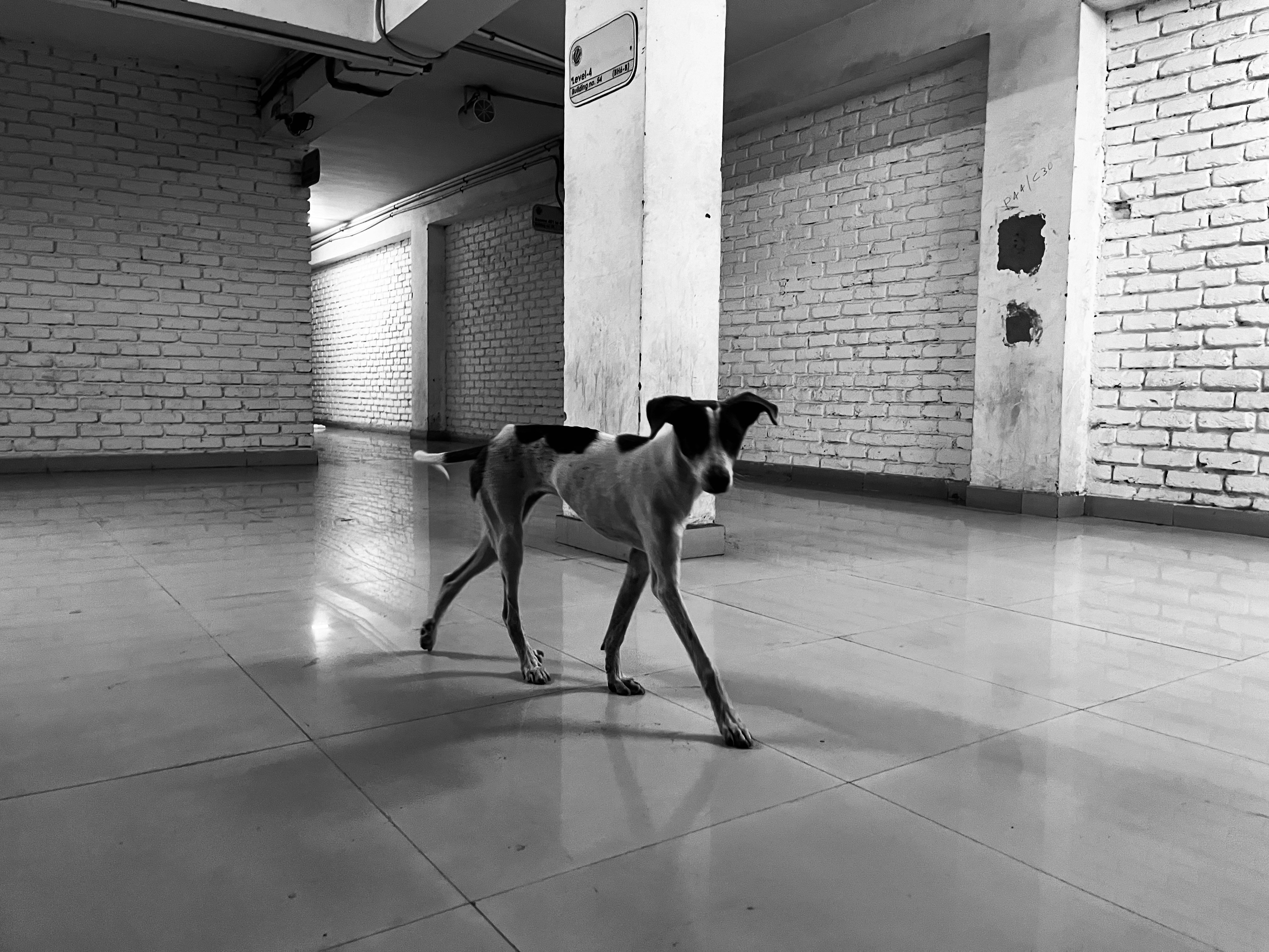 Whippet in a Quiet Hall: A Mono Moment of Movement