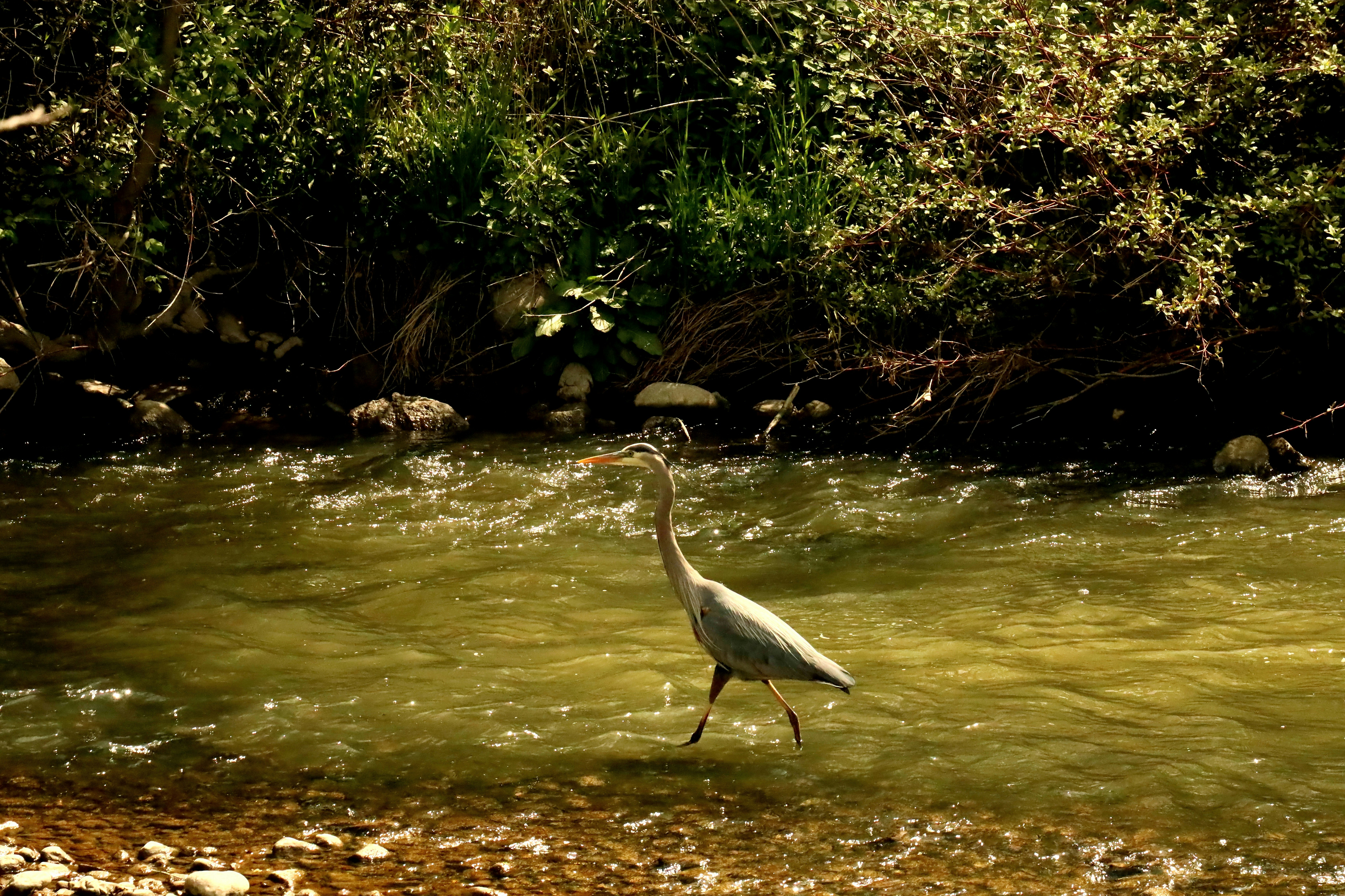 Amber River Forage: A Heron Steady in Sunlit Shallows