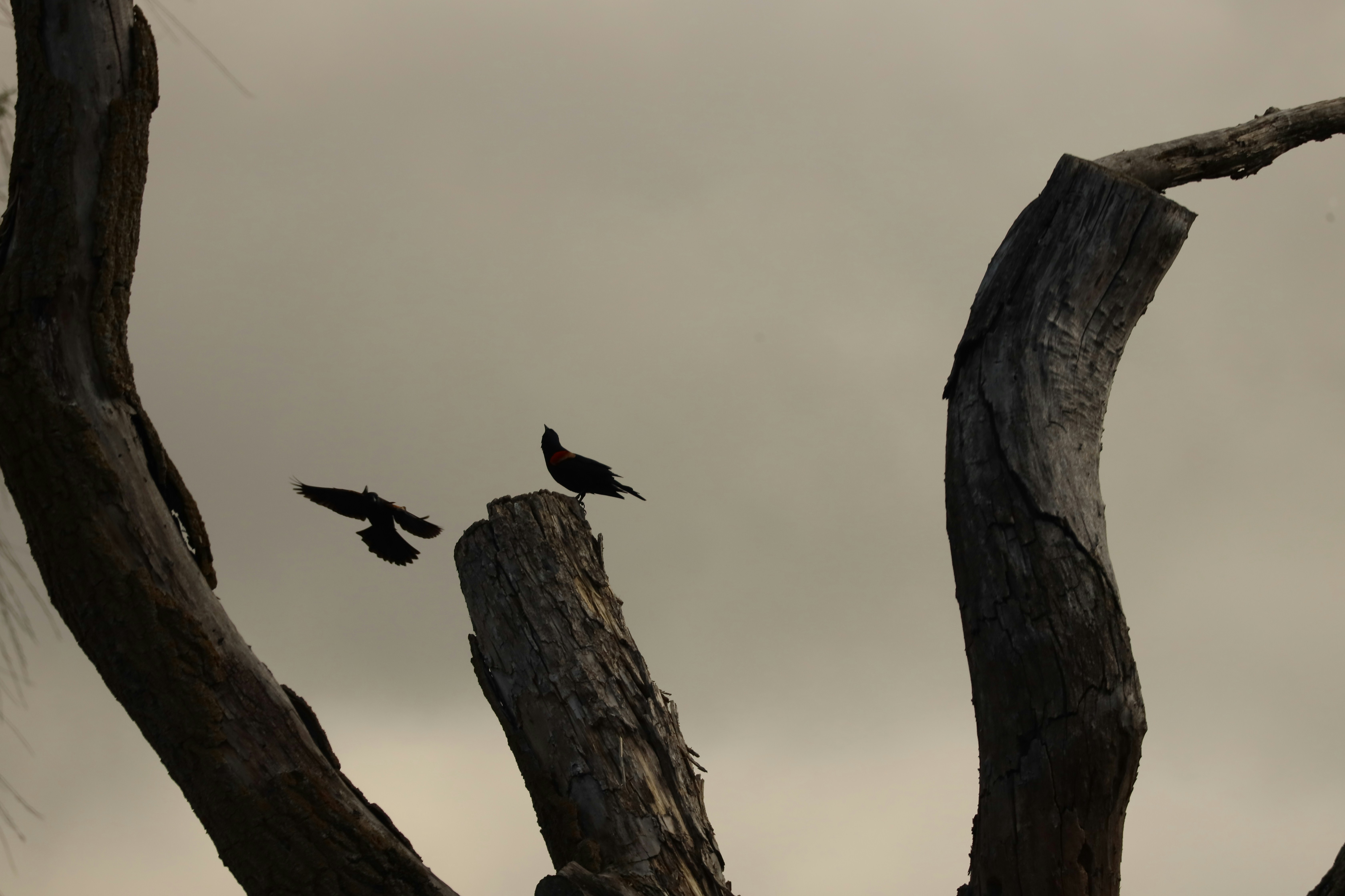 Two perched birds amid weathered branches at dusk