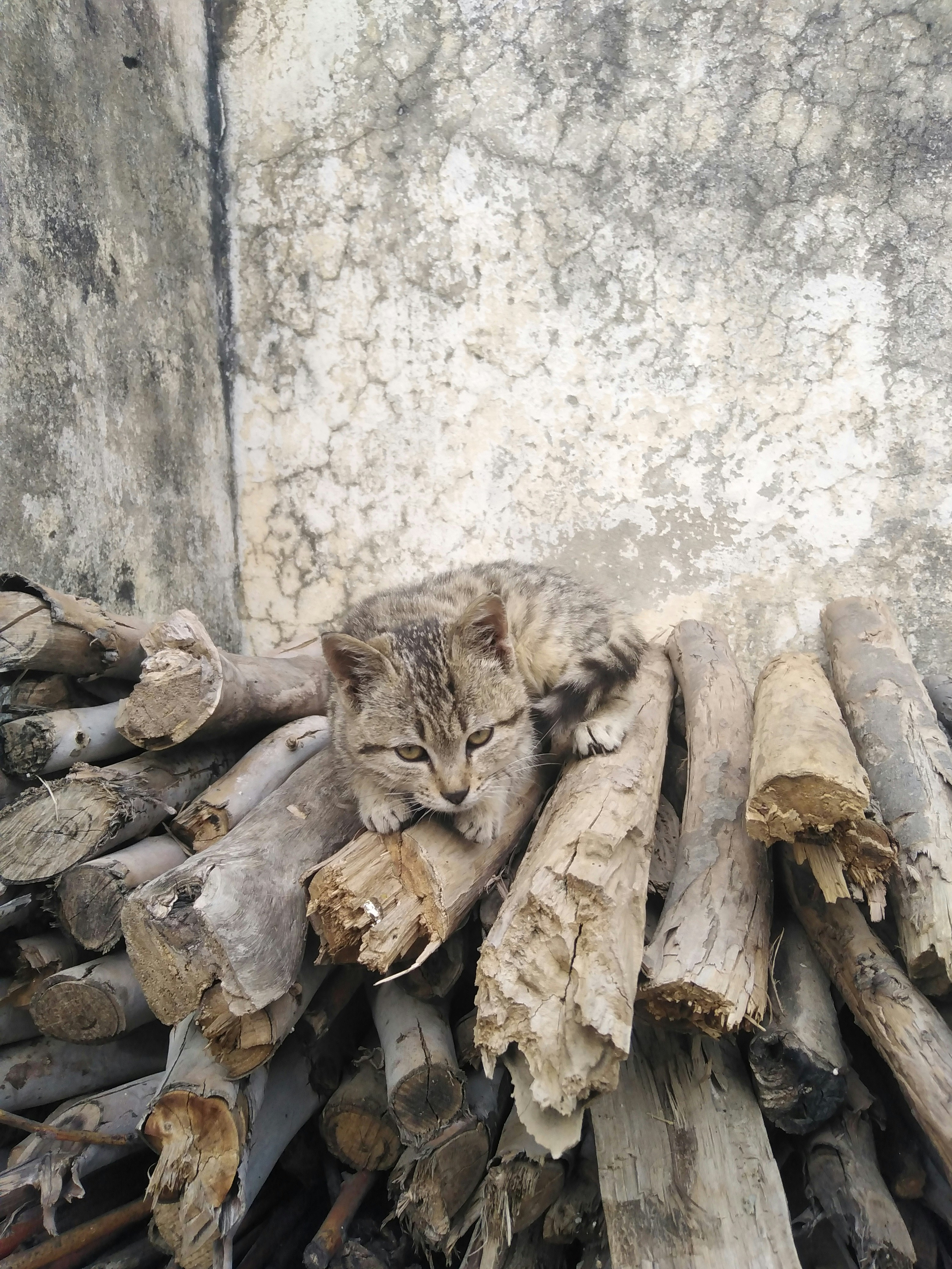 Beautiful Baby Cat Sitting At Wooden Sticks