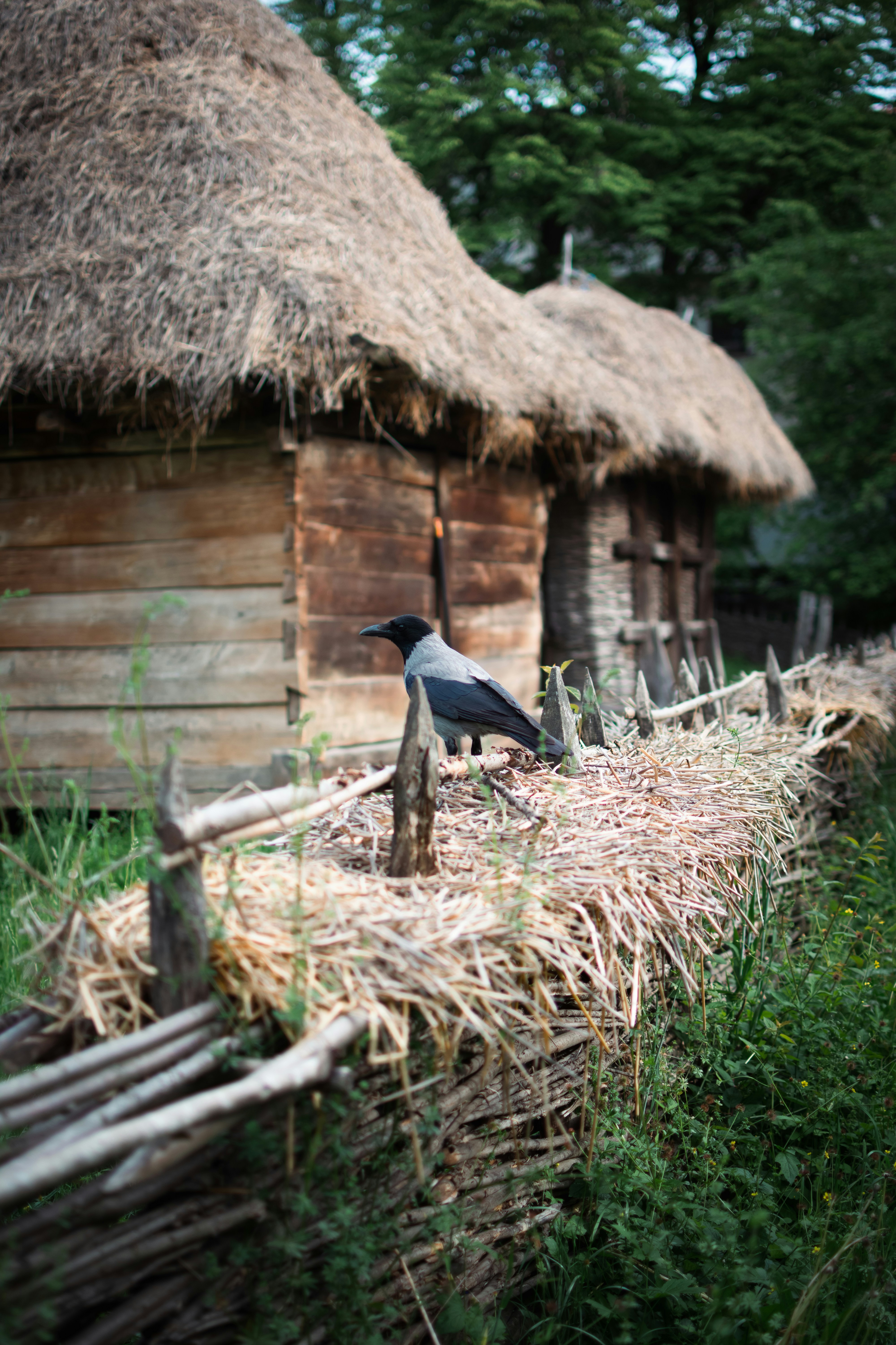 Crow Sentinel Along the Thatch-Straw Fence