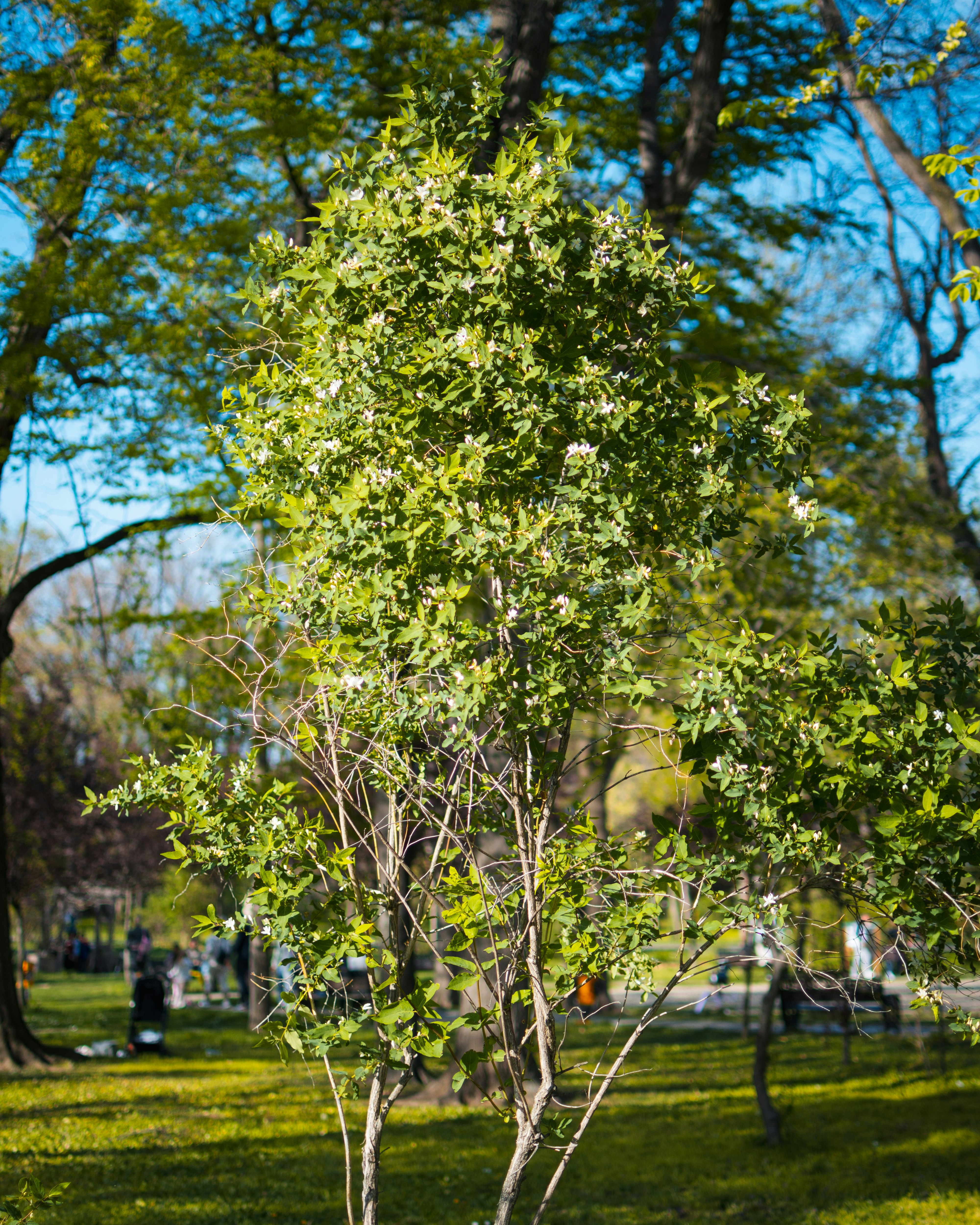 Sun-Drenched Maple Canopy Rising in a City Park