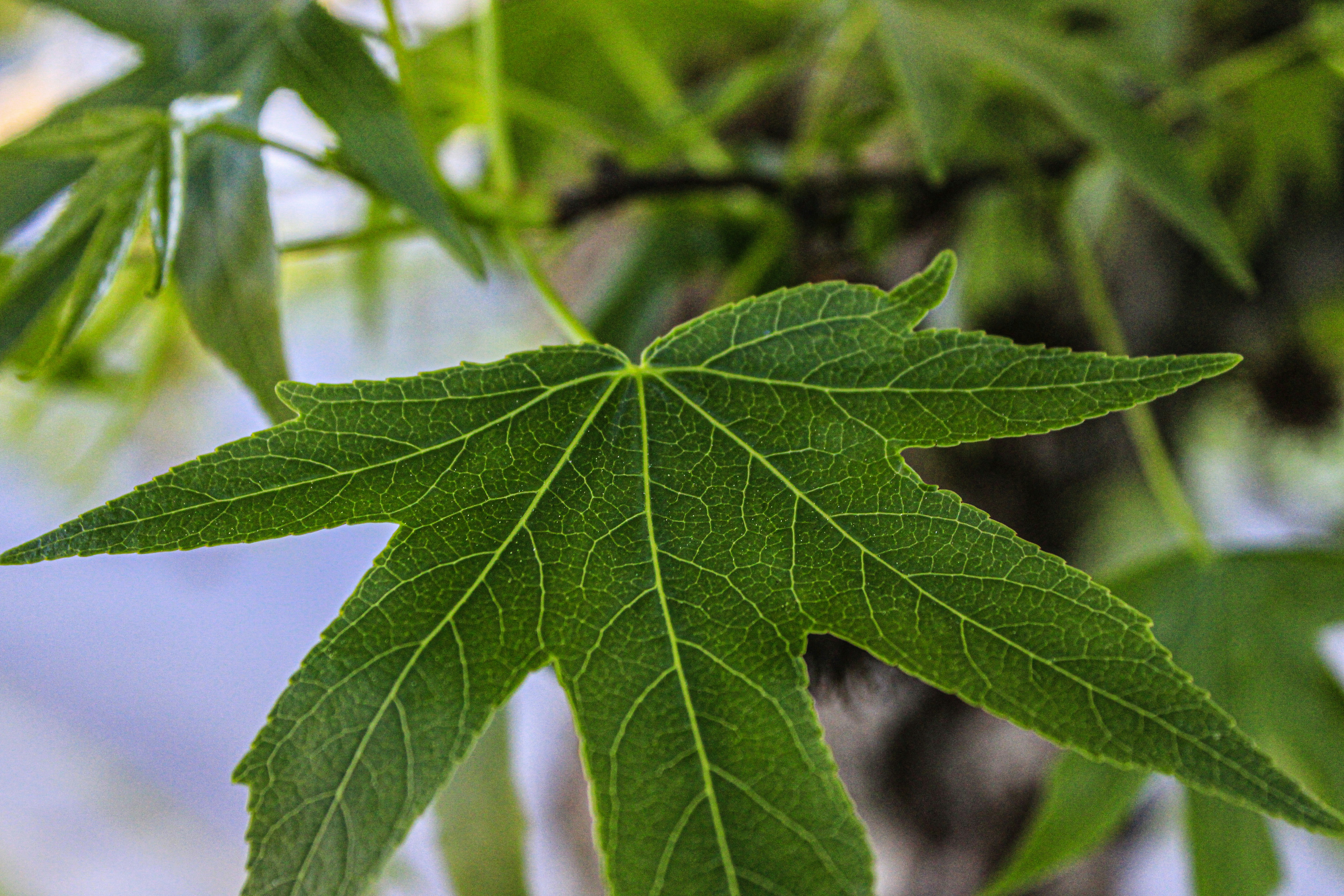 A close up of a green leaf on a tree photo – Free Yelm Image on Unsplash