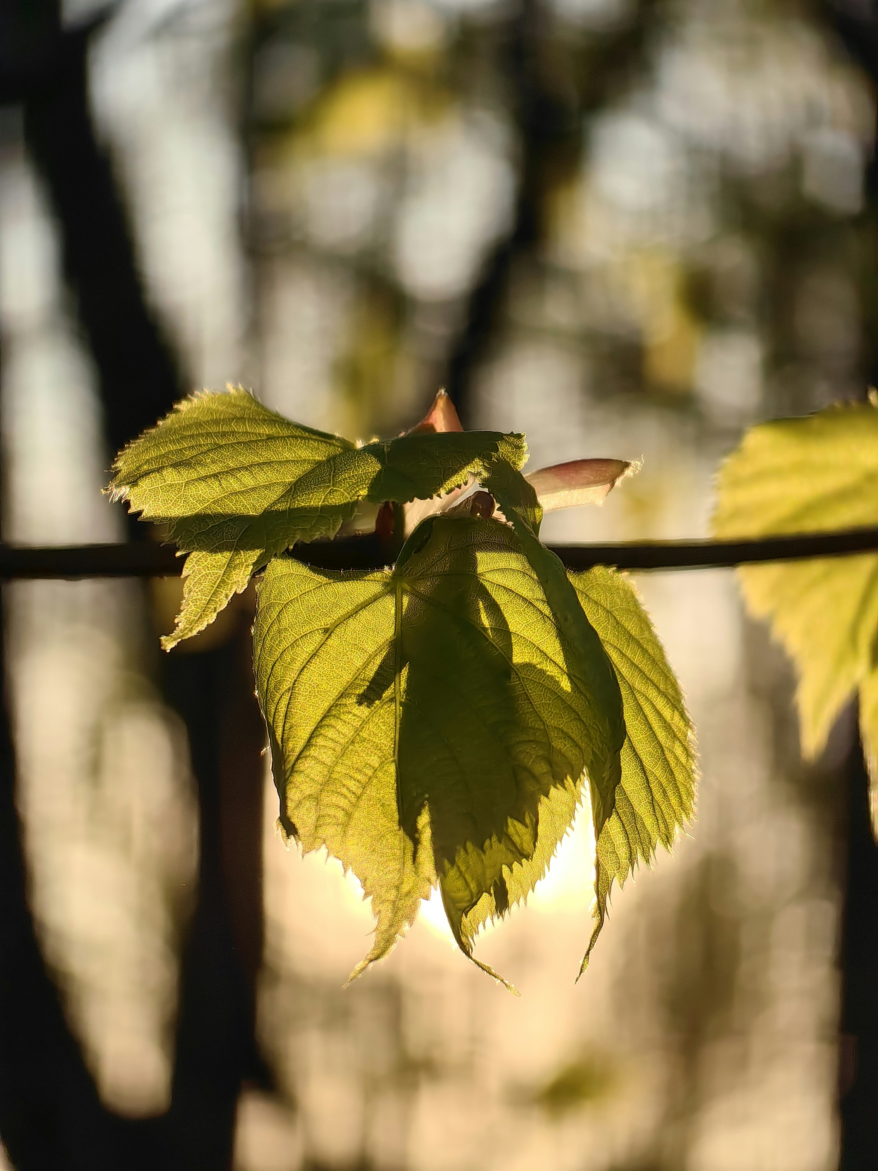 Backlit leaves gently swaying on a branch, illuminated by the soft glow of early morning light. The interplay of light and shadow creates a serene atmosphere.