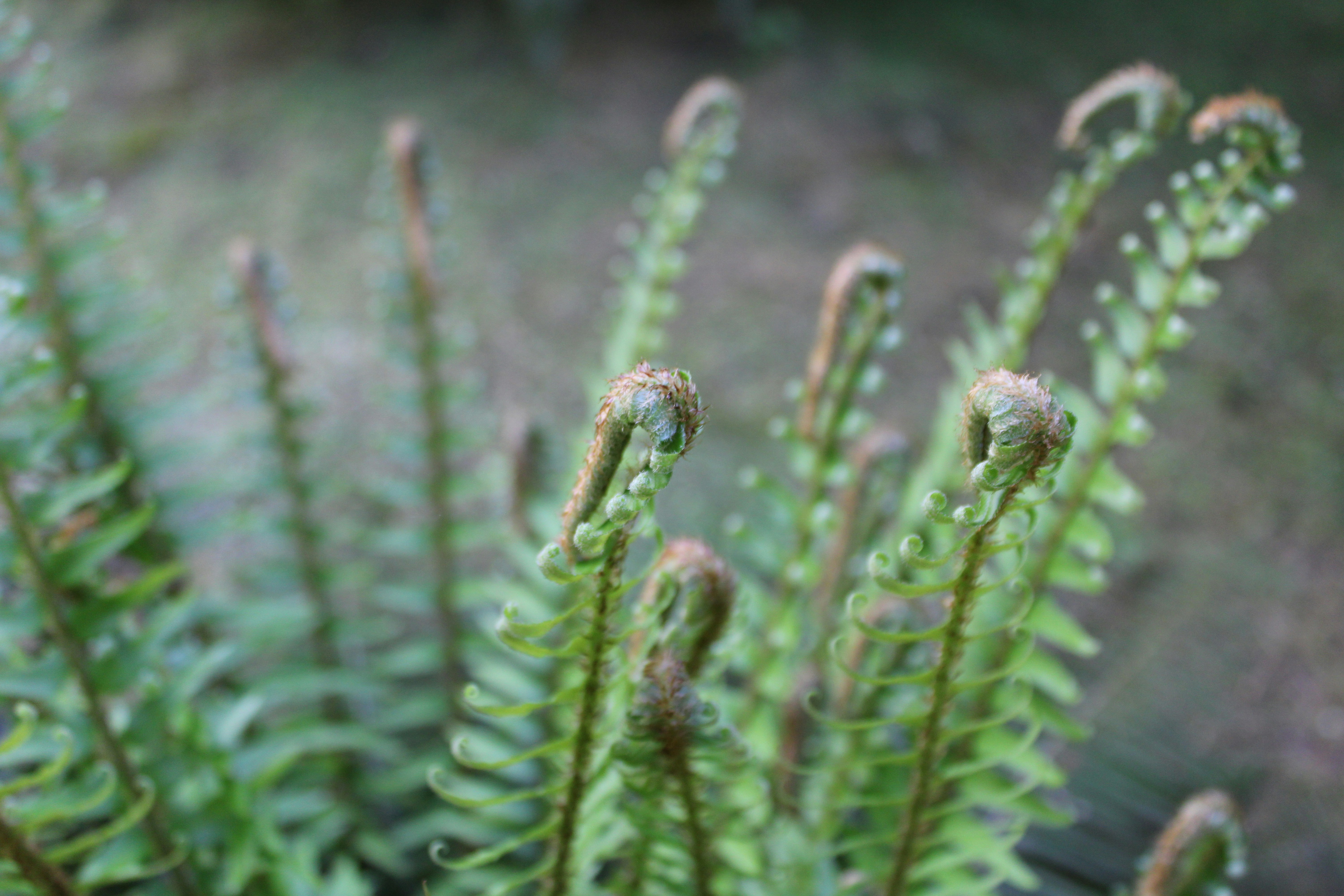 Frond Pictures | Download Free Images on Unsplash
