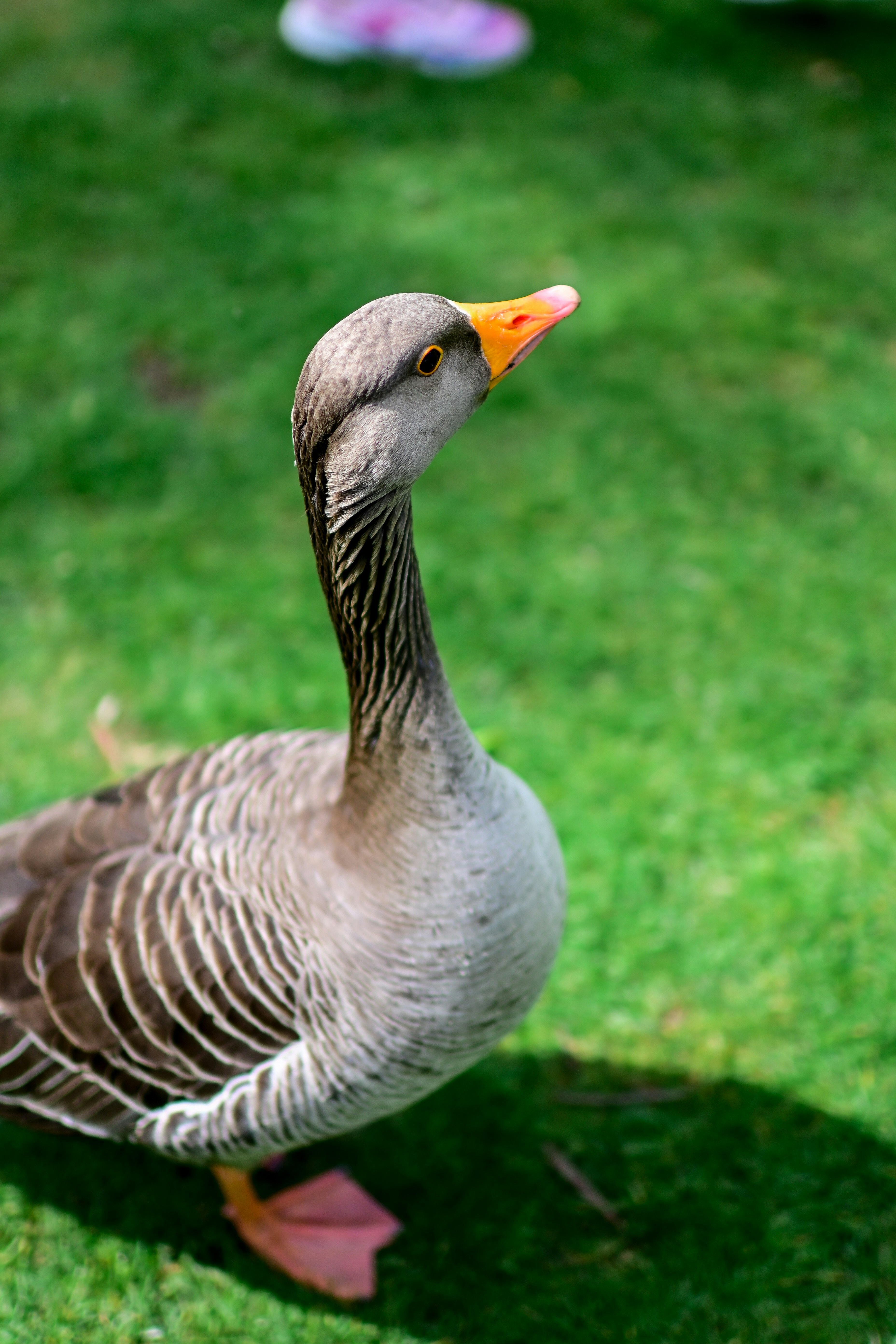 Gaze Above the Grass: Portrait of a Gray Goose in a Park