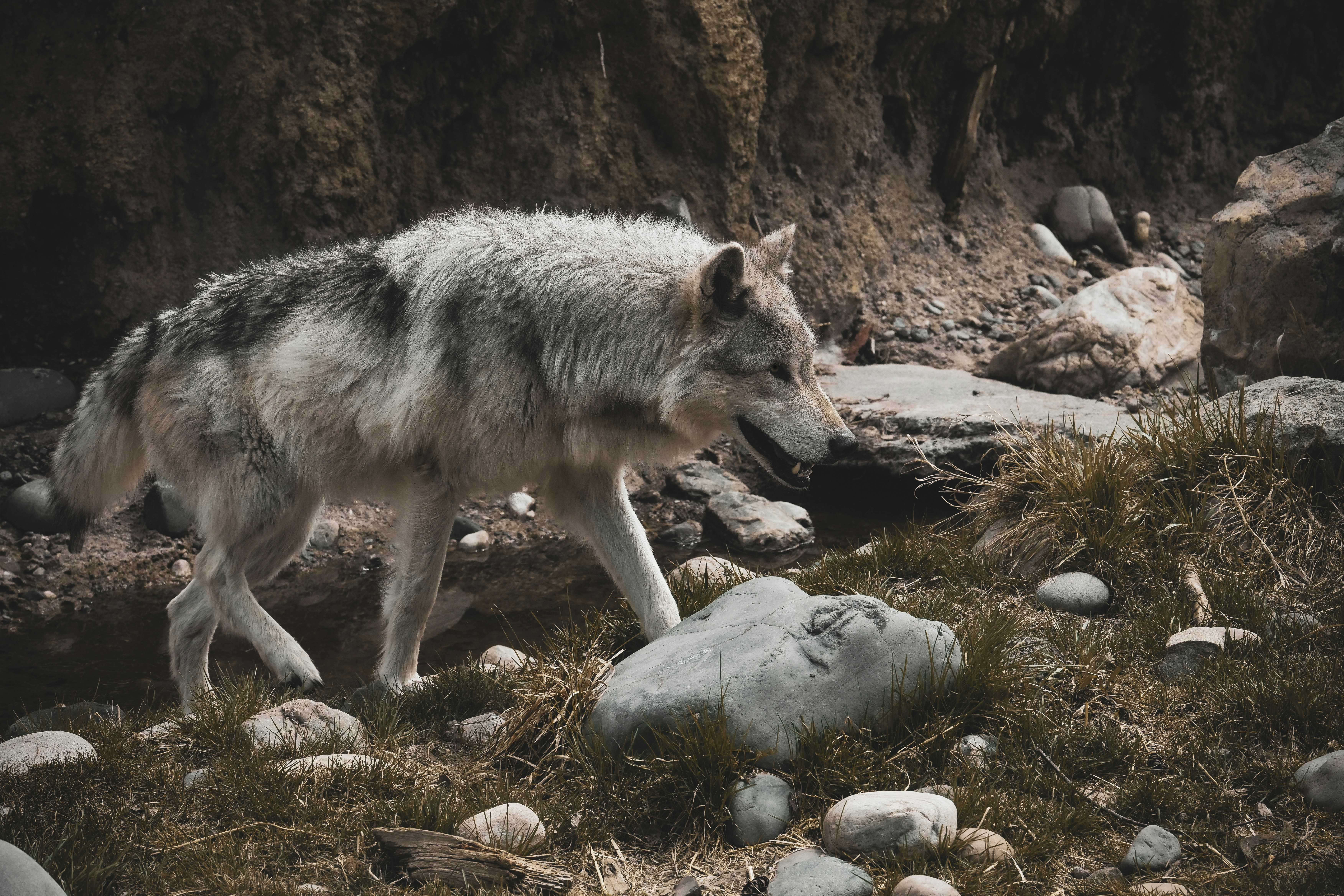 12 U.S. States Where Wolves Once Roamed Freely - Animals Around The Globe