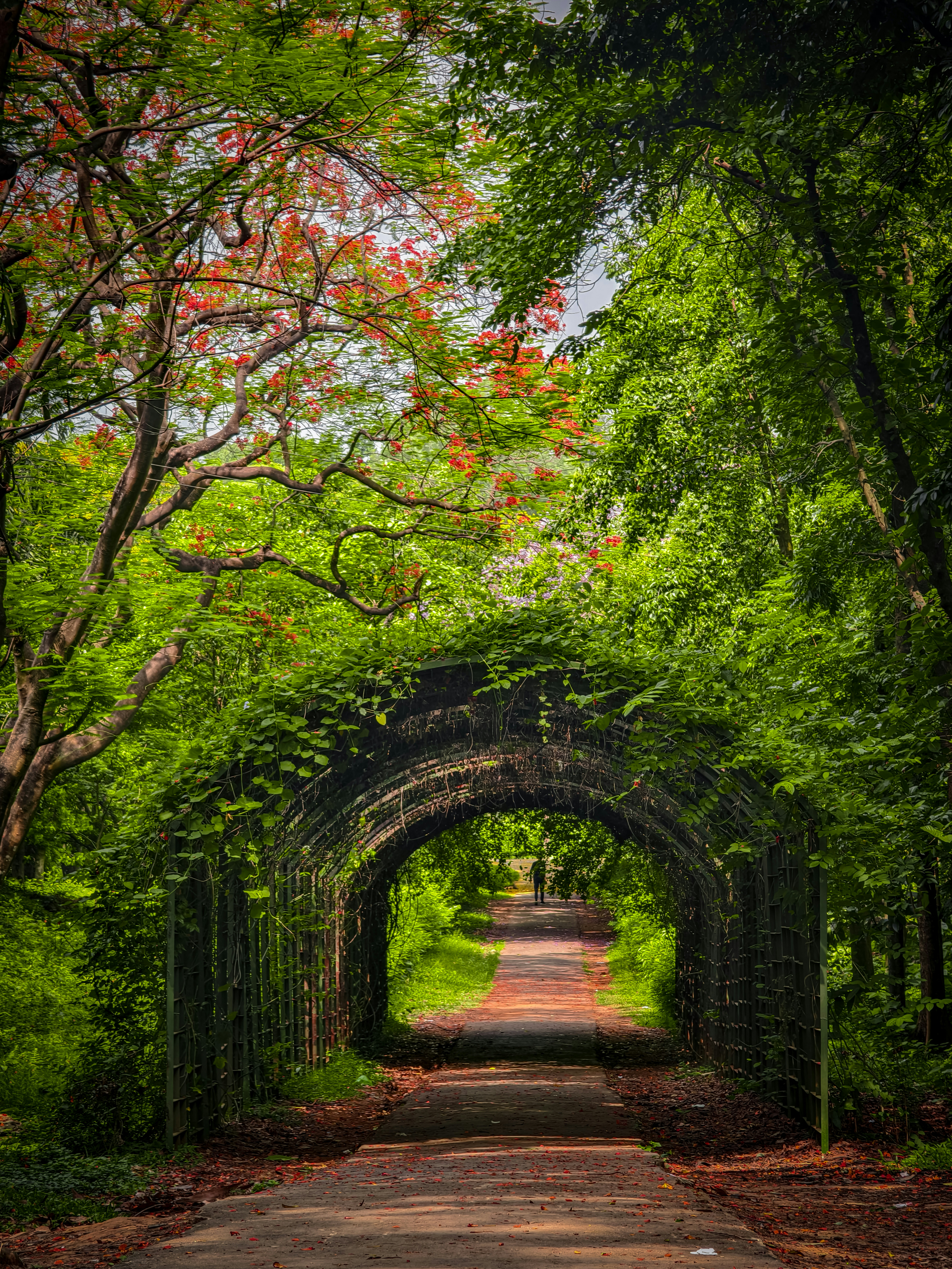 Archway of Green: A Path Through an Enchanted Arbor