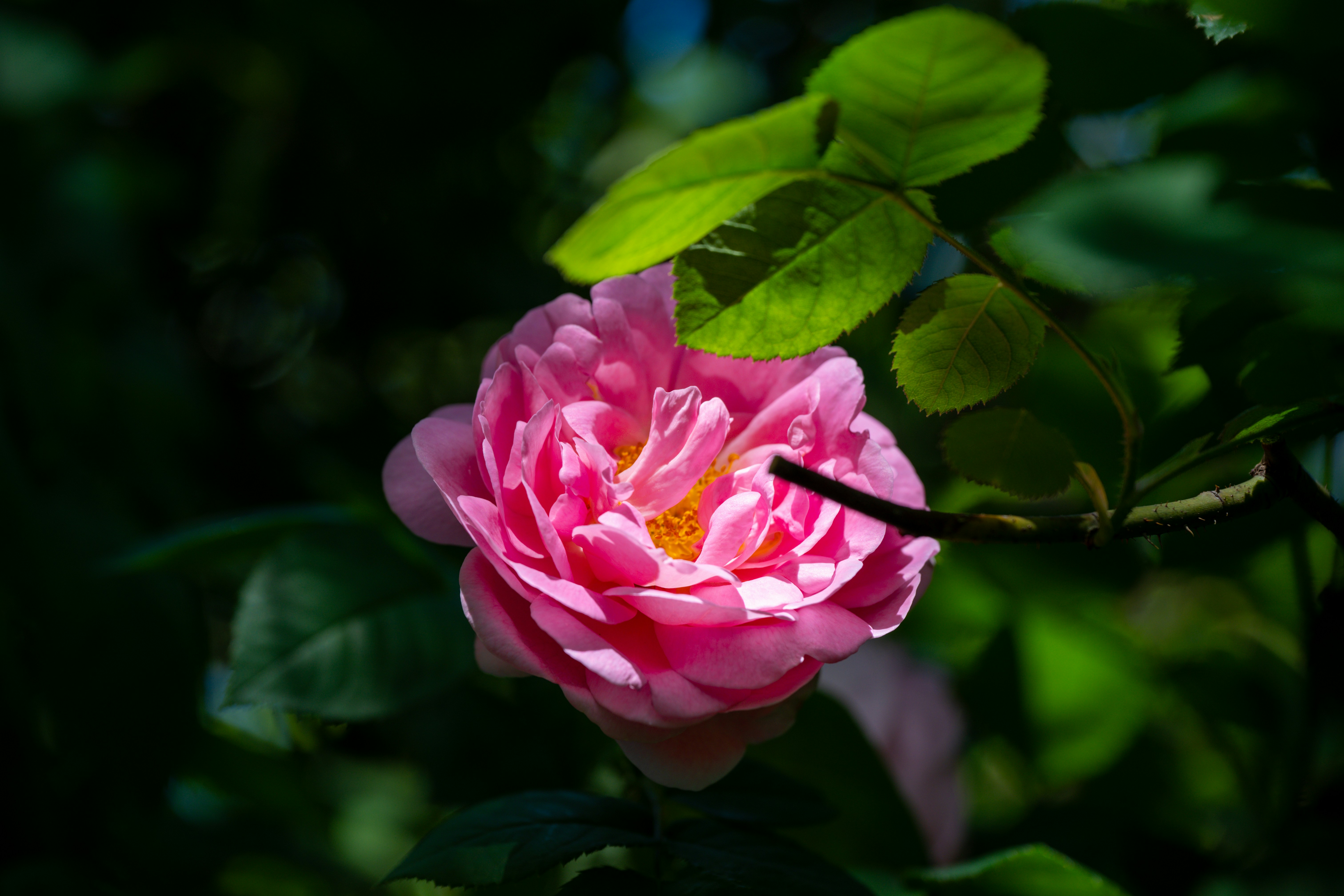100+ Rose Flower Pictures | Download Free Images on Unsplash