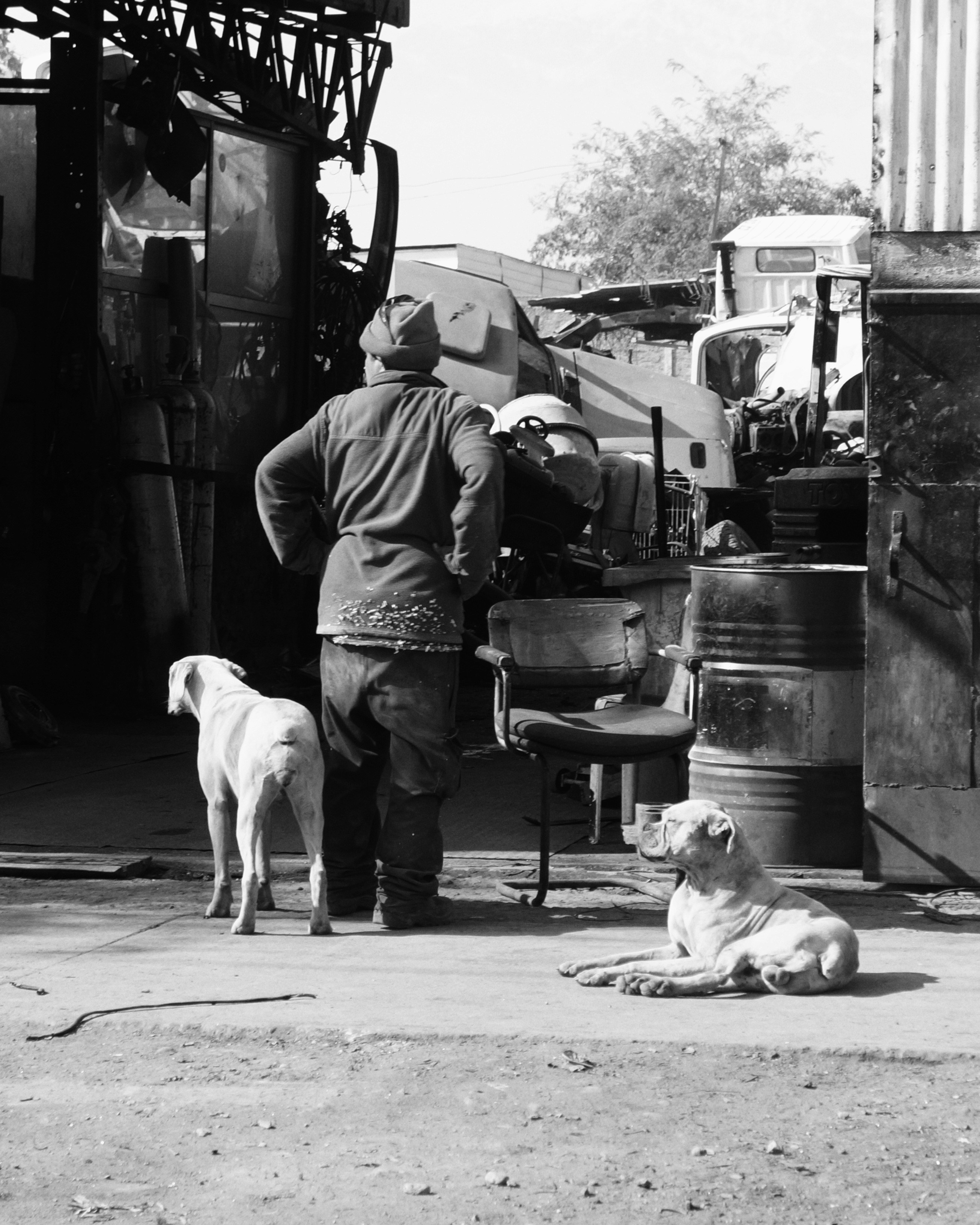 Back to the Yard: A Lone Worker and Two Dogs in a Scrapyard